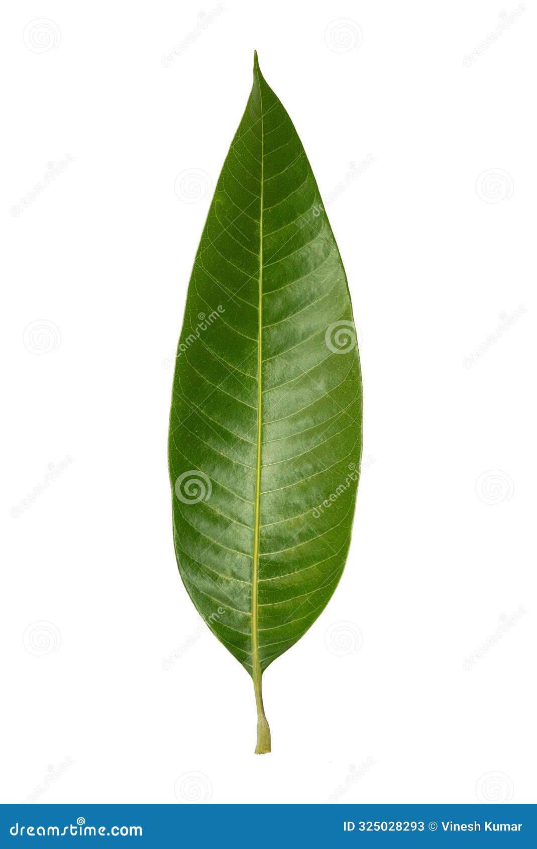 Front Side of Mango Tree Leaf Isolated on White Background Stock Image ...