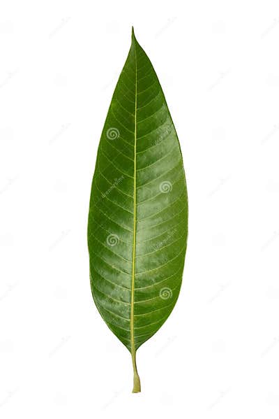 Front Side of Mango Tree Leaf Isolated on White Background Stock Image ...