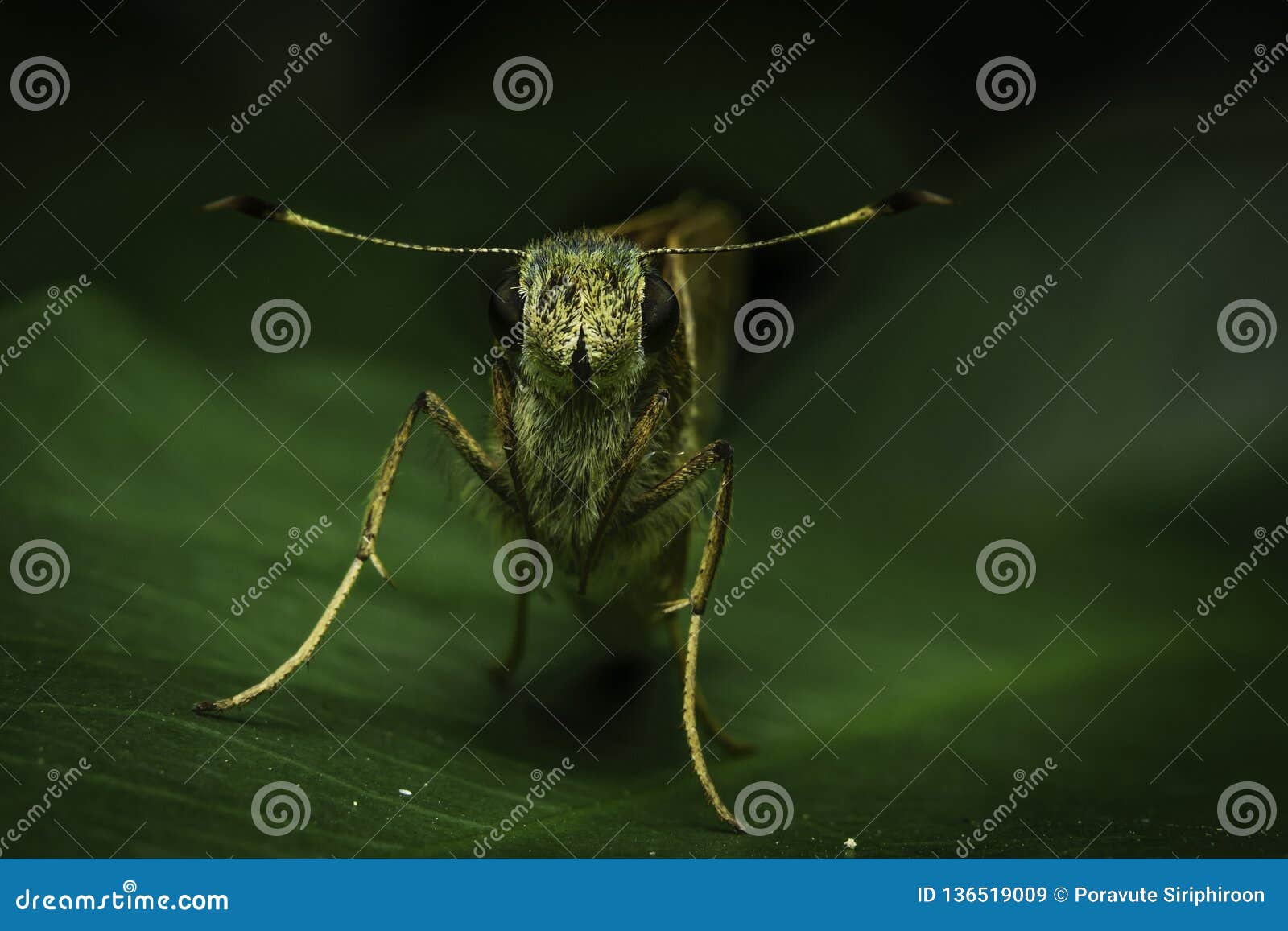 Front Side of Moth on Green Leaf Stock Image - Image of fauna ...