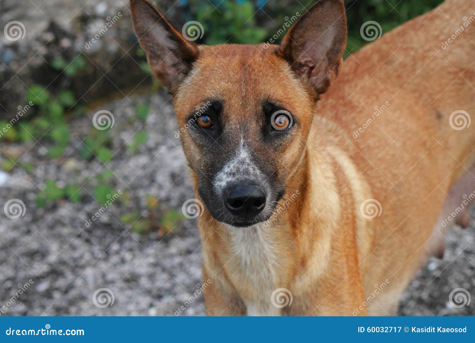 Front side view dog stock image. Image of mammal, face - 60032717
