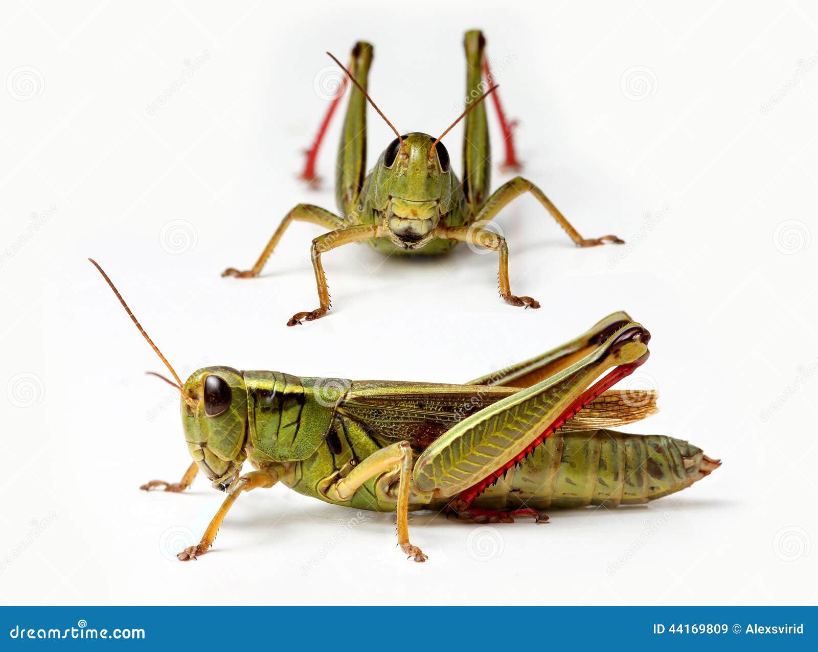 Front and Side View of Grasshopper Stock Image - Image of jumper ...