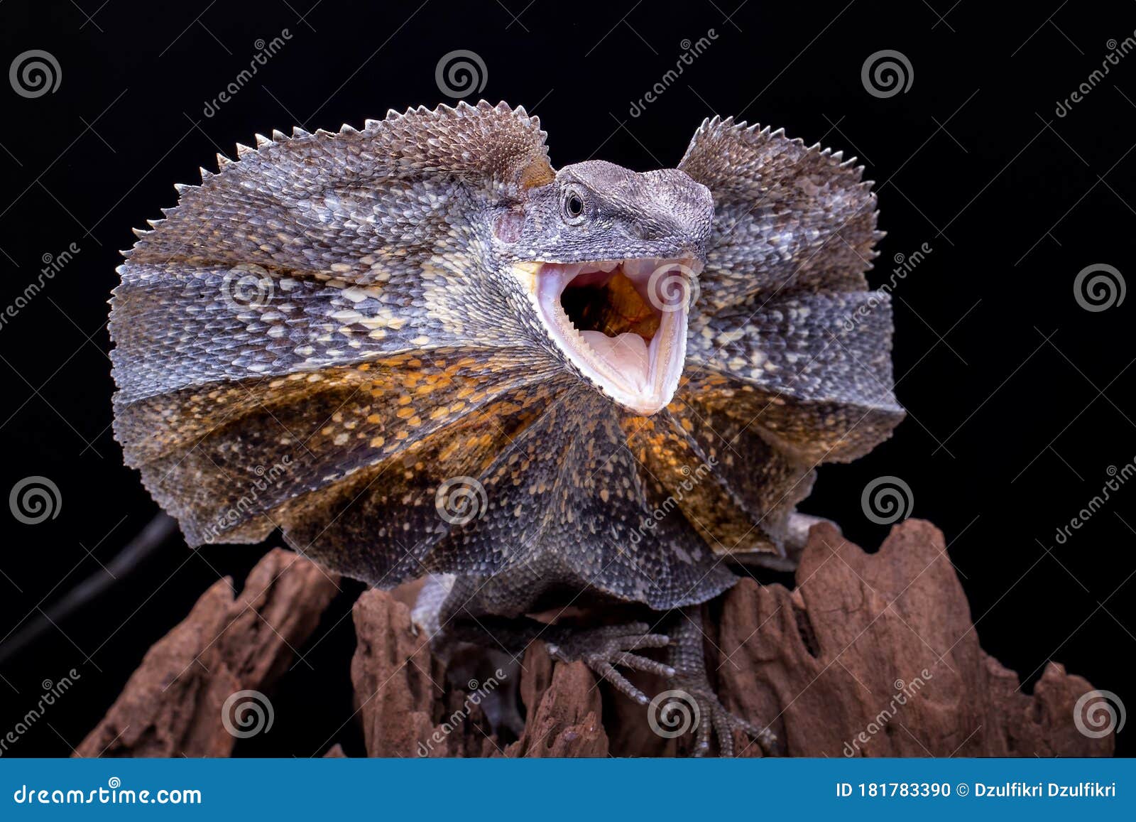 Front Side View from a Lizard Soa Umbrella Stock Photo - Image of wing ...