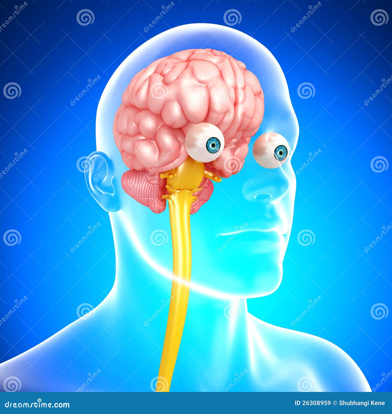 Front Side View of Male Skeleton with Brain Stock Illustration ...