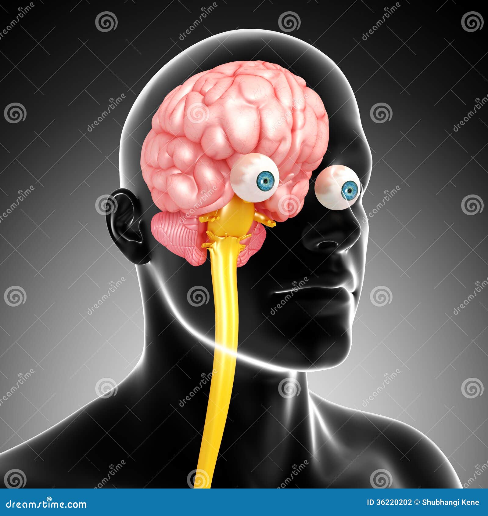 Front Side View of Male Skeleton with Brain Stock Illustration ...