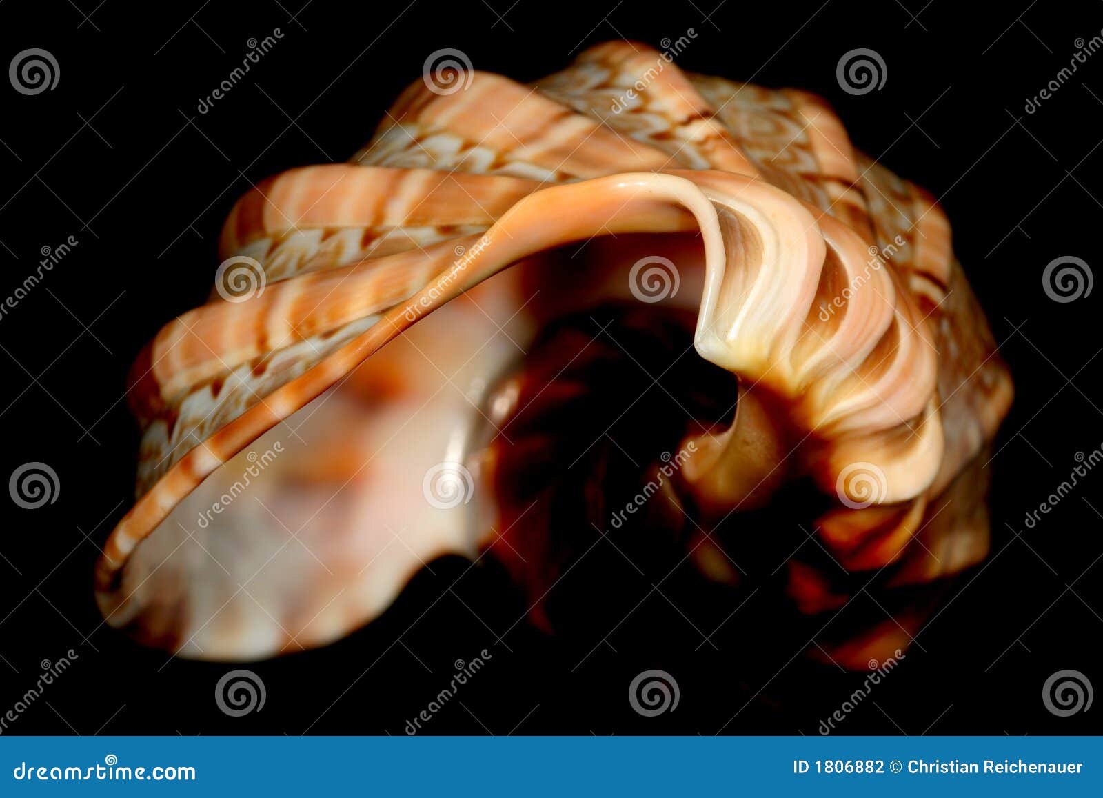 Front Spiral of a Colourfull Snail Shell Stock Photo - Image of orange ...