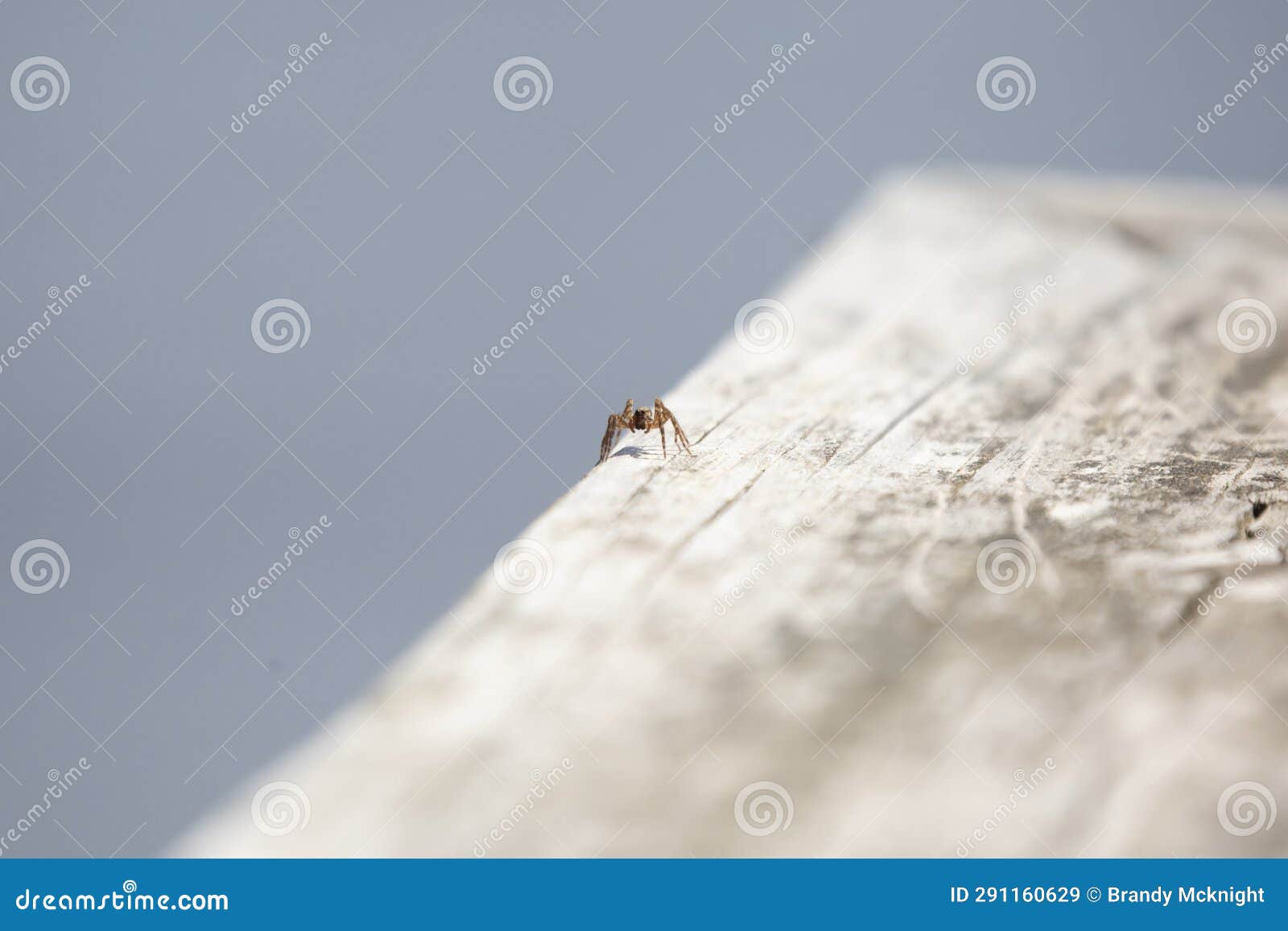Spotted Wolf Spider stock image. Image of biology, environment - 291160629