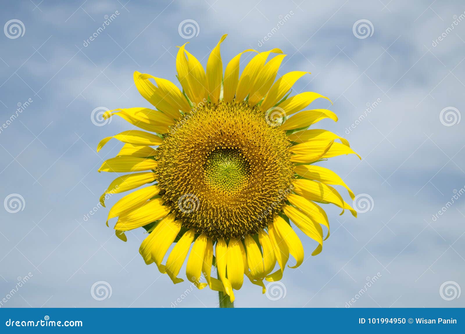 Front SunFlower Blue Sky Background Stock Photo - Image of colorful ...