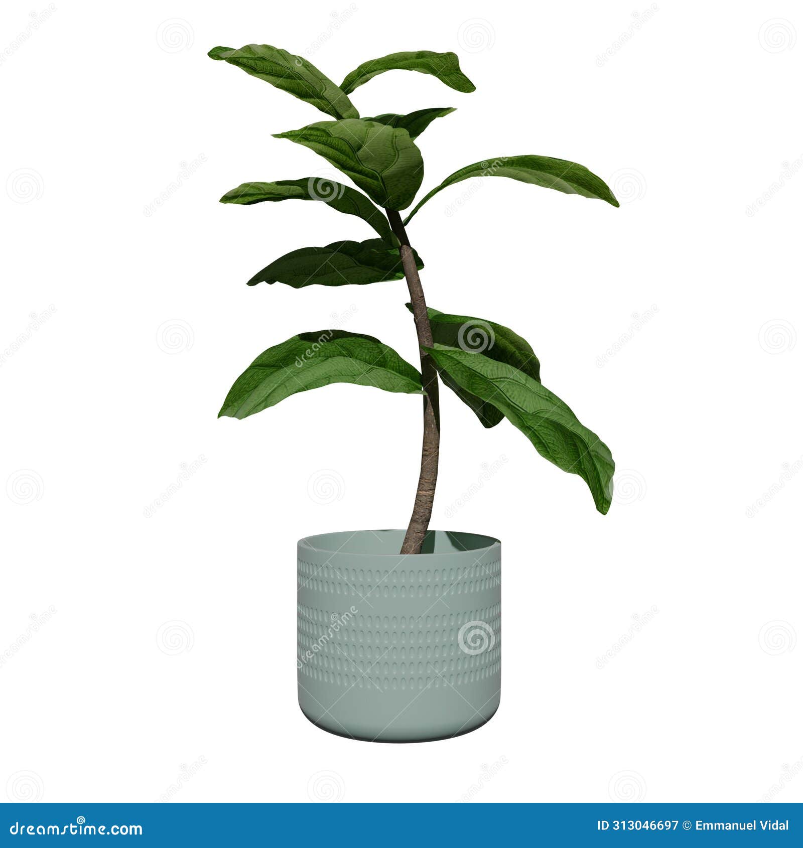 Front View of Plant (Fiddle Leaf Fig Tree) Tree Stock Image - Image of ...