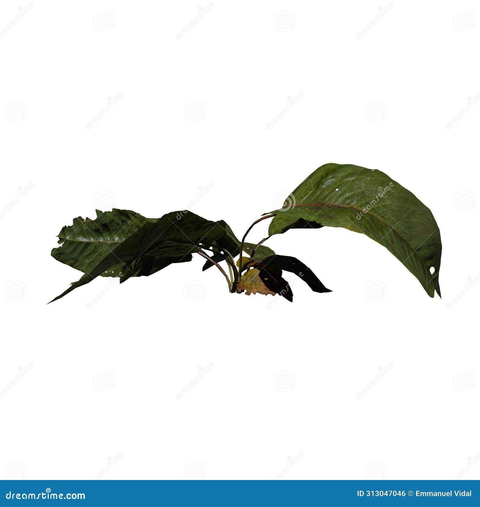 Front View of Plant (Weed Plant 5) Tree Stock Photo - Image of object ...