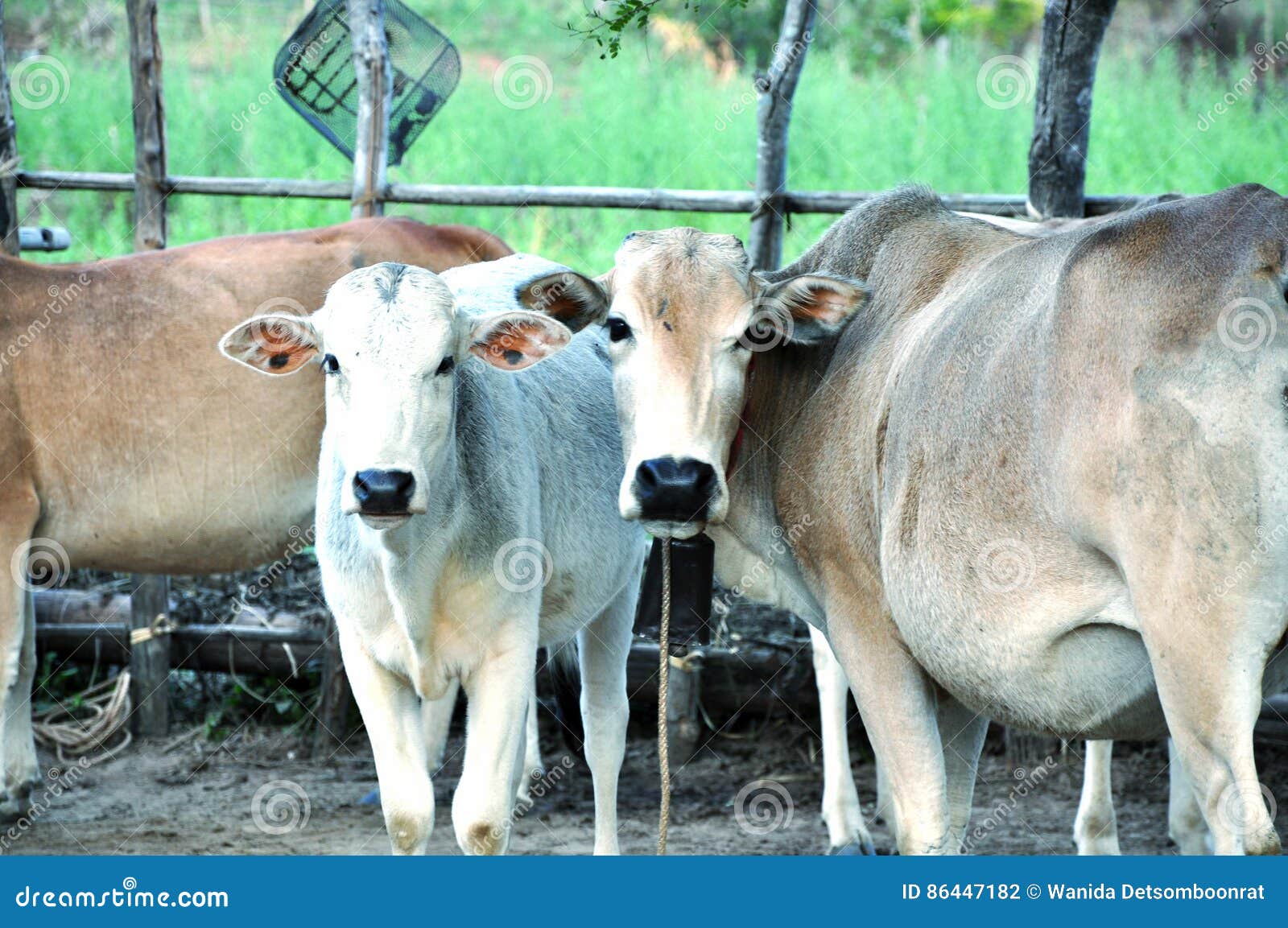 A front of two cows stock photo. Image of pregnant, mamals - 86447182