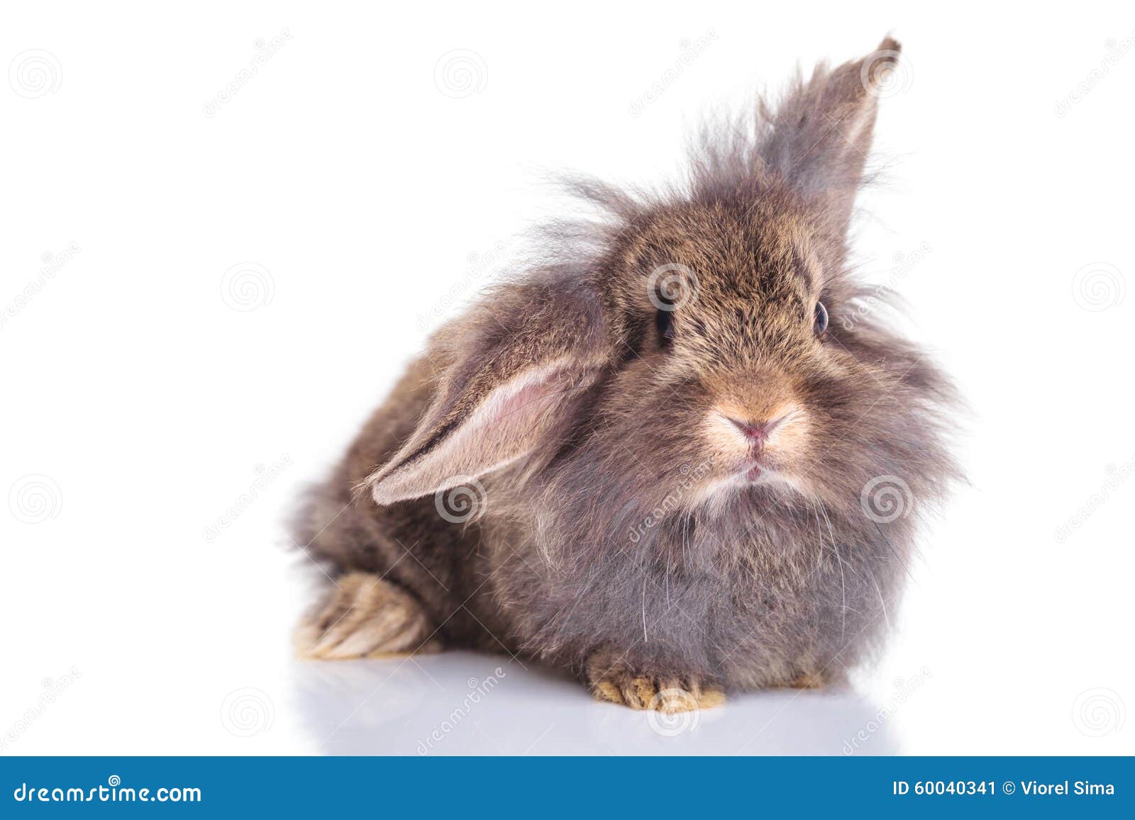Front View Of An Adorable Lion Head Rabbit Bunny Stock Image - Image of ...