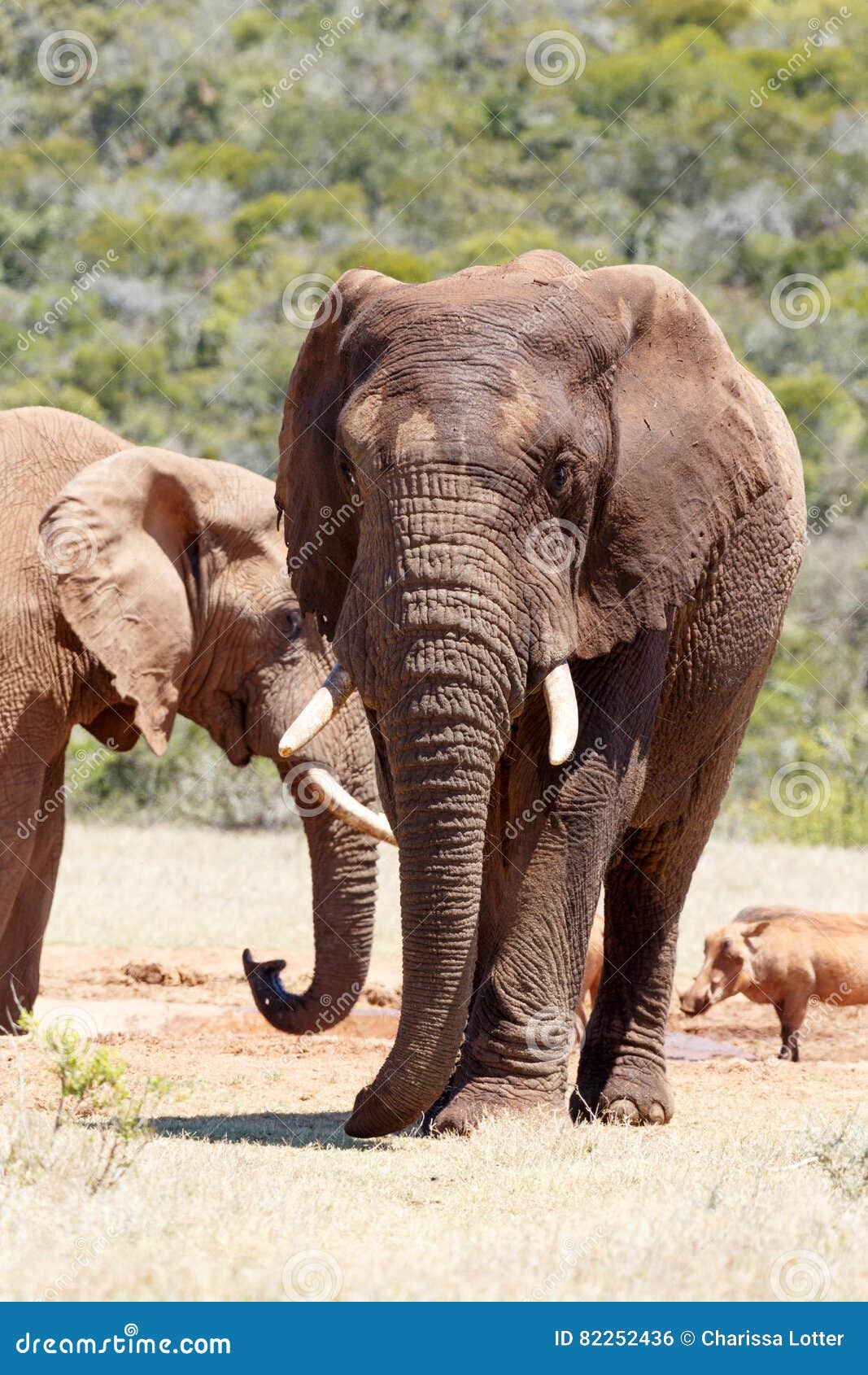 Front View of an African Elephant Walking Stock Photo - Image of ...