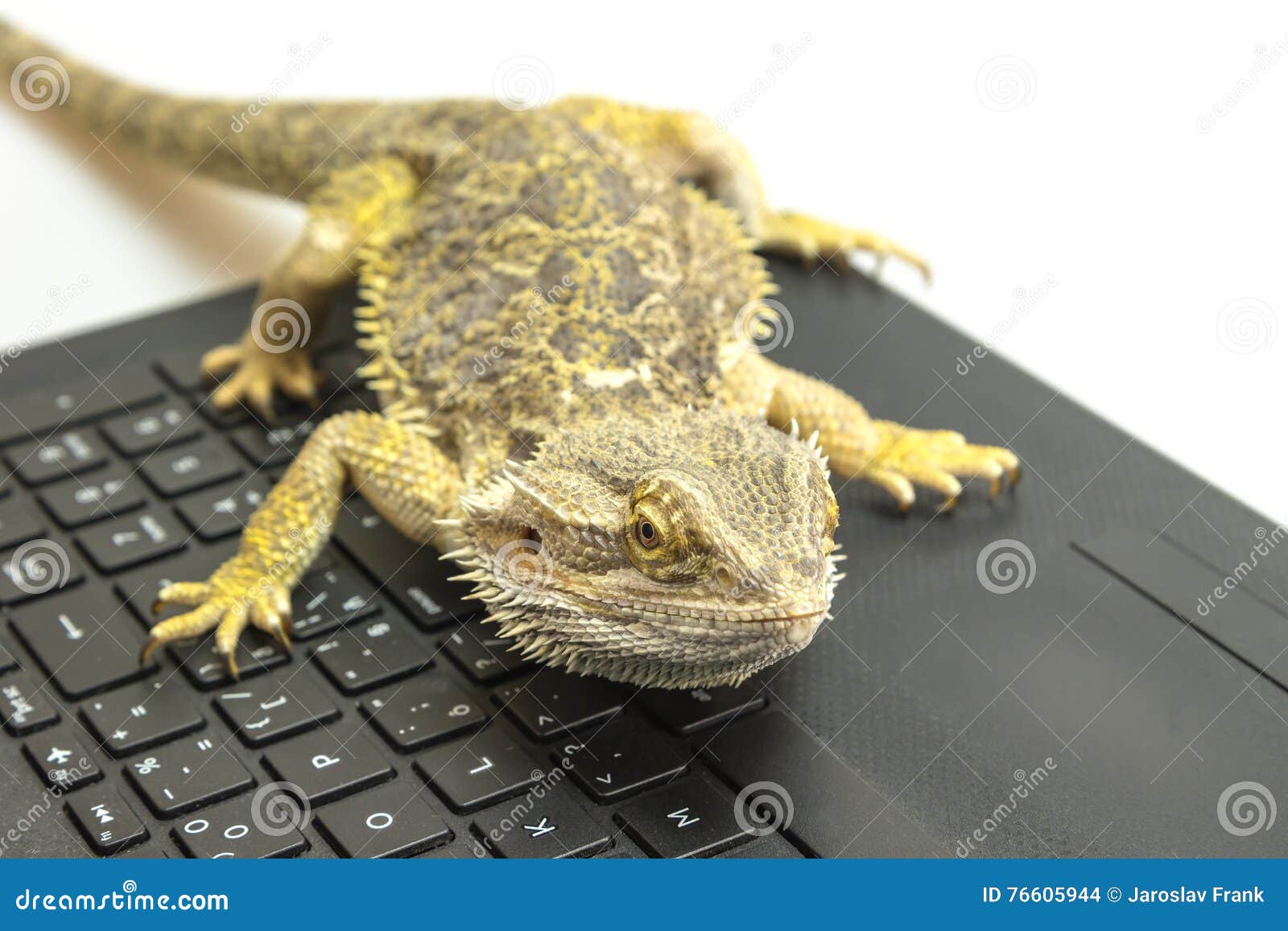 Front View of Agama Lizard Lying on a Notebook Stock Photo - Image of ...