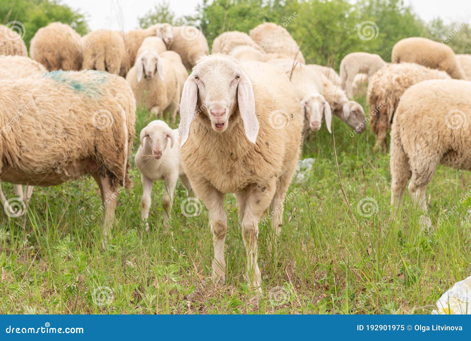 Front View of an All White Sheep Facing the Camera while Grazing Stock ...