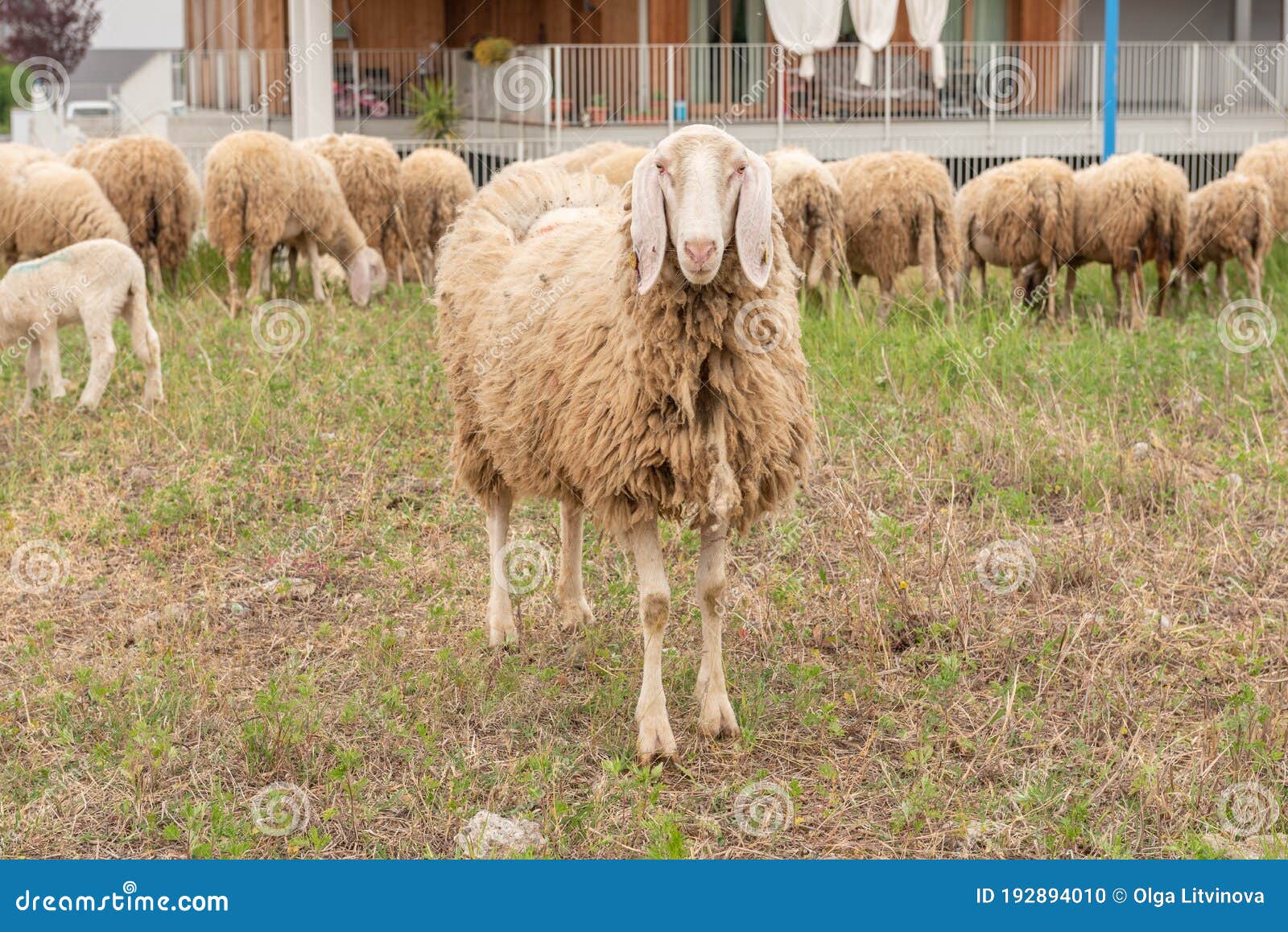Front View of an All White Sheep Facing the Camera while Grazing Stock ...