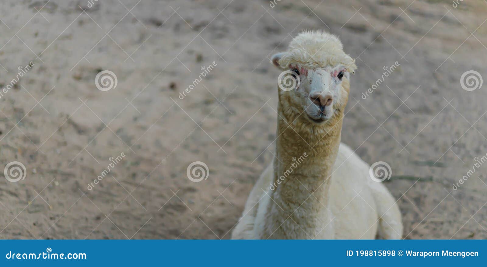 The Front View of an Alpaca Sitting on the Ground and Staring at the ...