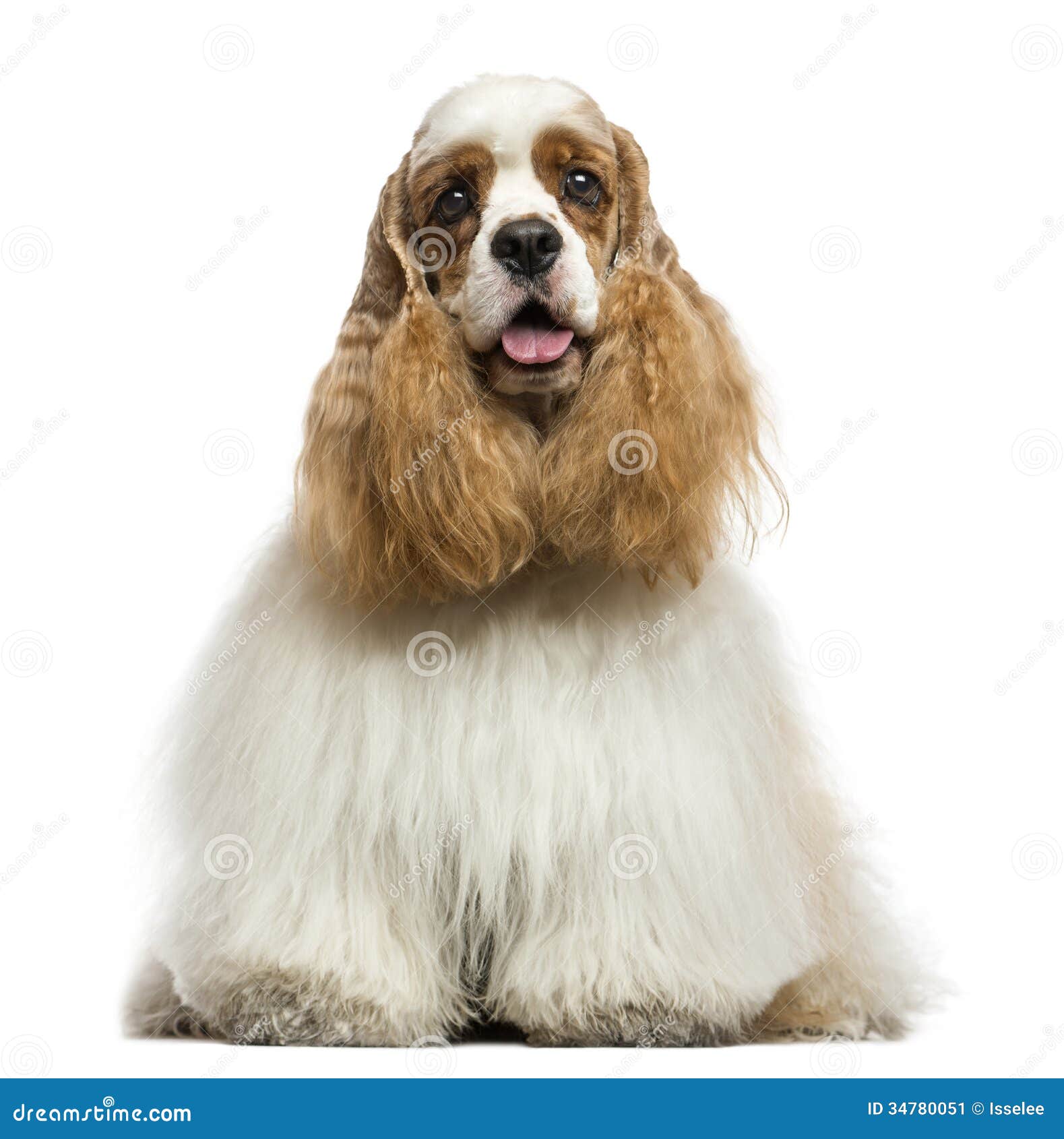 Front View of an American Cocker Spaniel, Panting, Sitting Stock Image ...