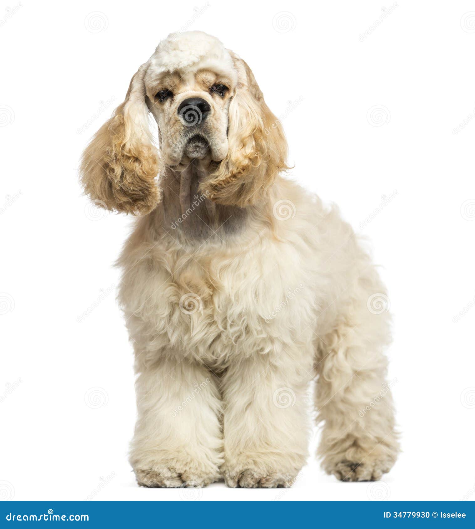 Front View of an American Cocker Spaniel Standing, Isolated Stock Photo ...