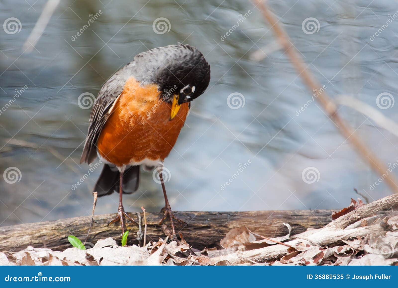 Front View of American Robin, Turdus Migratorius Stock Image - Image of ...