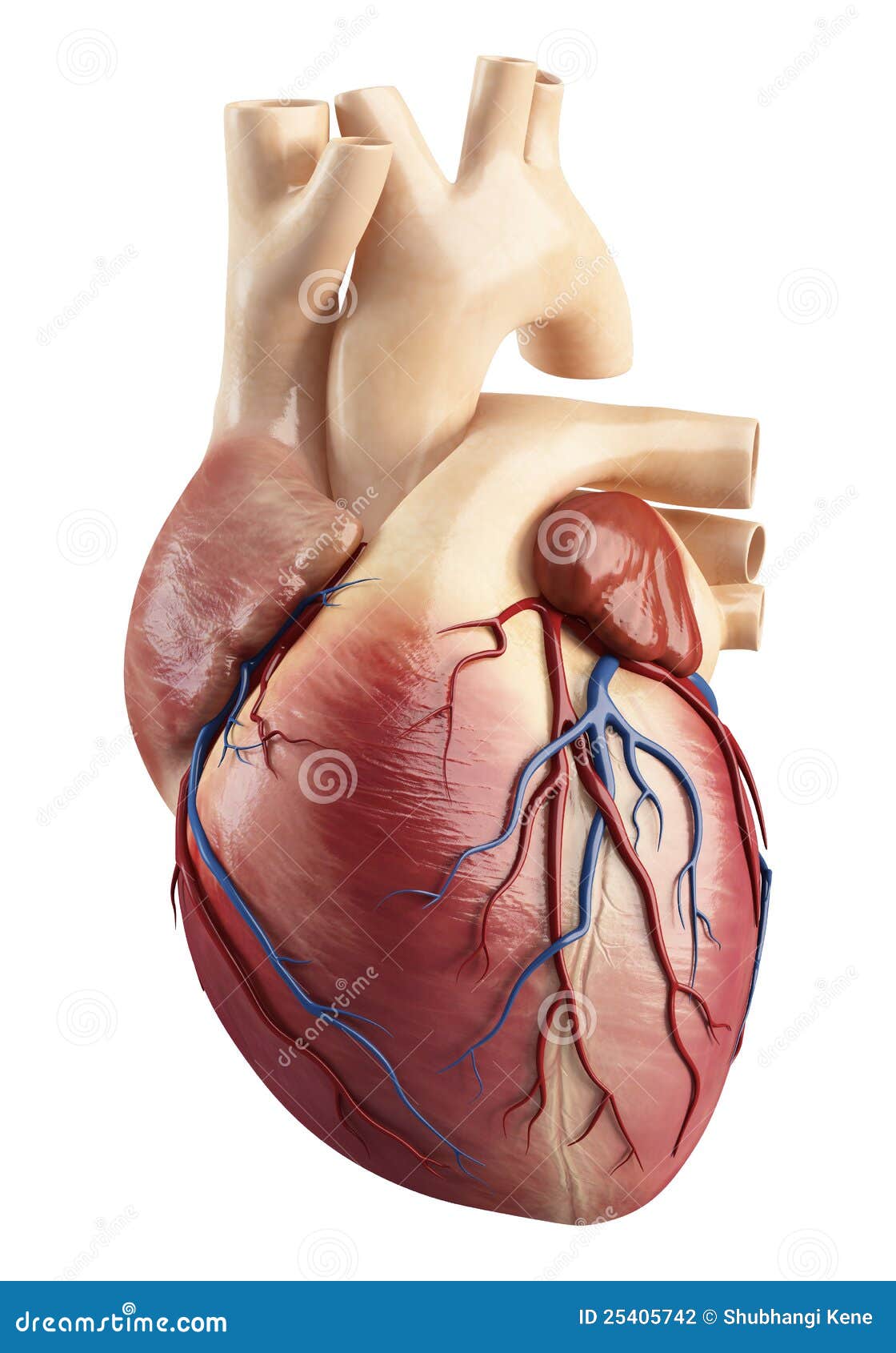 Heart - Conduction System Stock Photo | CartoonDealer.com #56002086 Heart - Conduction System Stock Photo | CartoonDealer.com #56002086