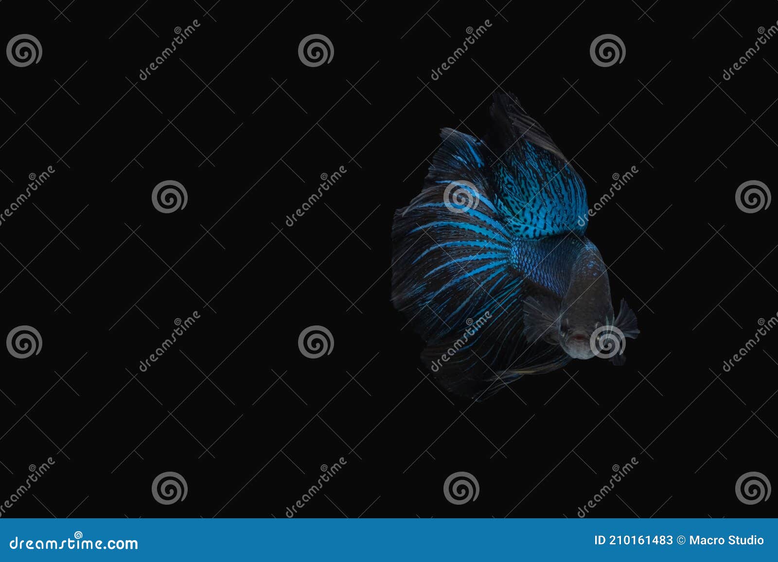 Front View Angle of Black Blue Mamba Avatar Halfmoon Betta Splendens ...