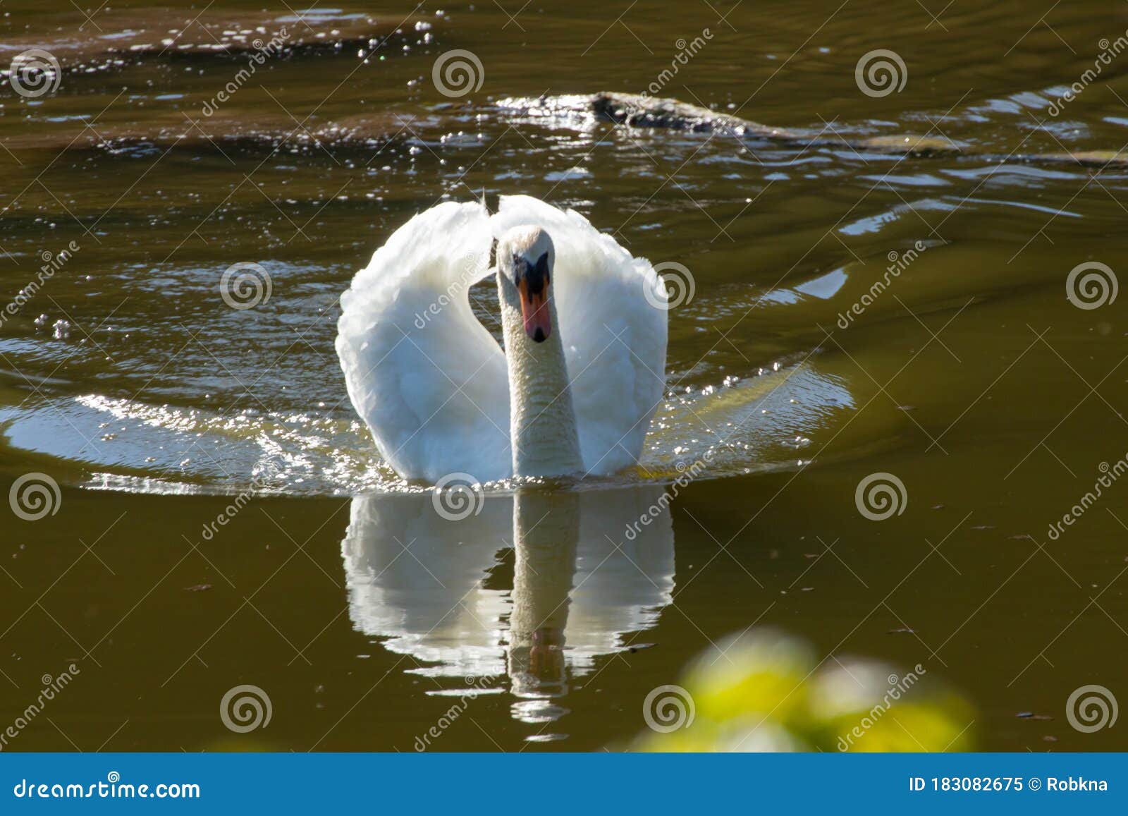 Front View of a Angry Swan Swimming Directly Toward the Camera in ...