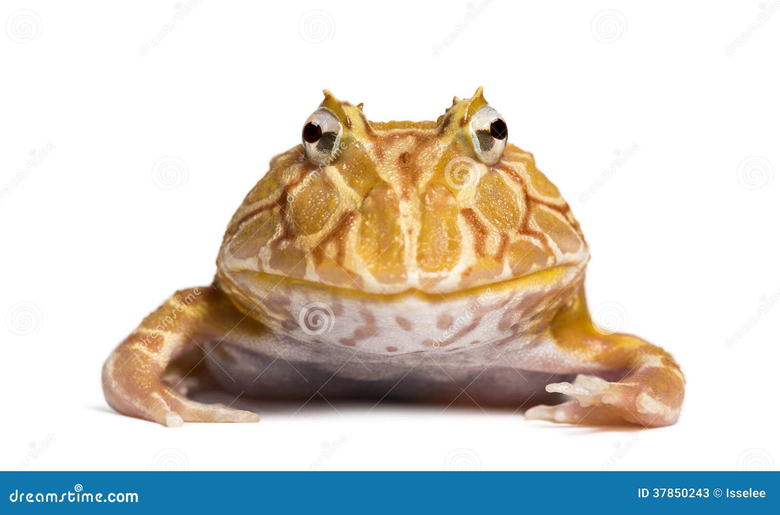 Front View of an Argentine Horned Frog Looking at the Camera Stock ...