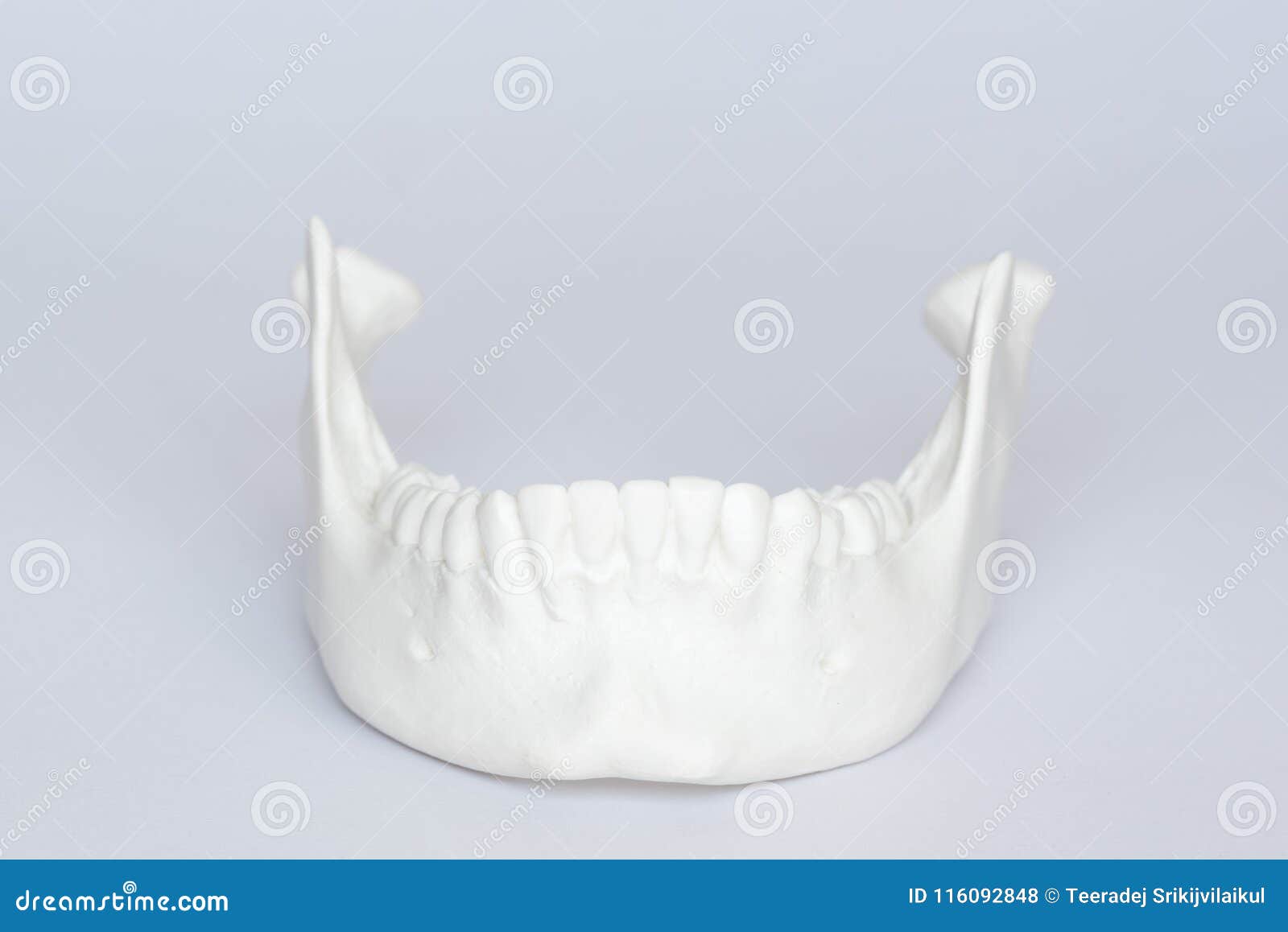 Human Mandible Bone Model on White Background Stock Photo - Image of ...