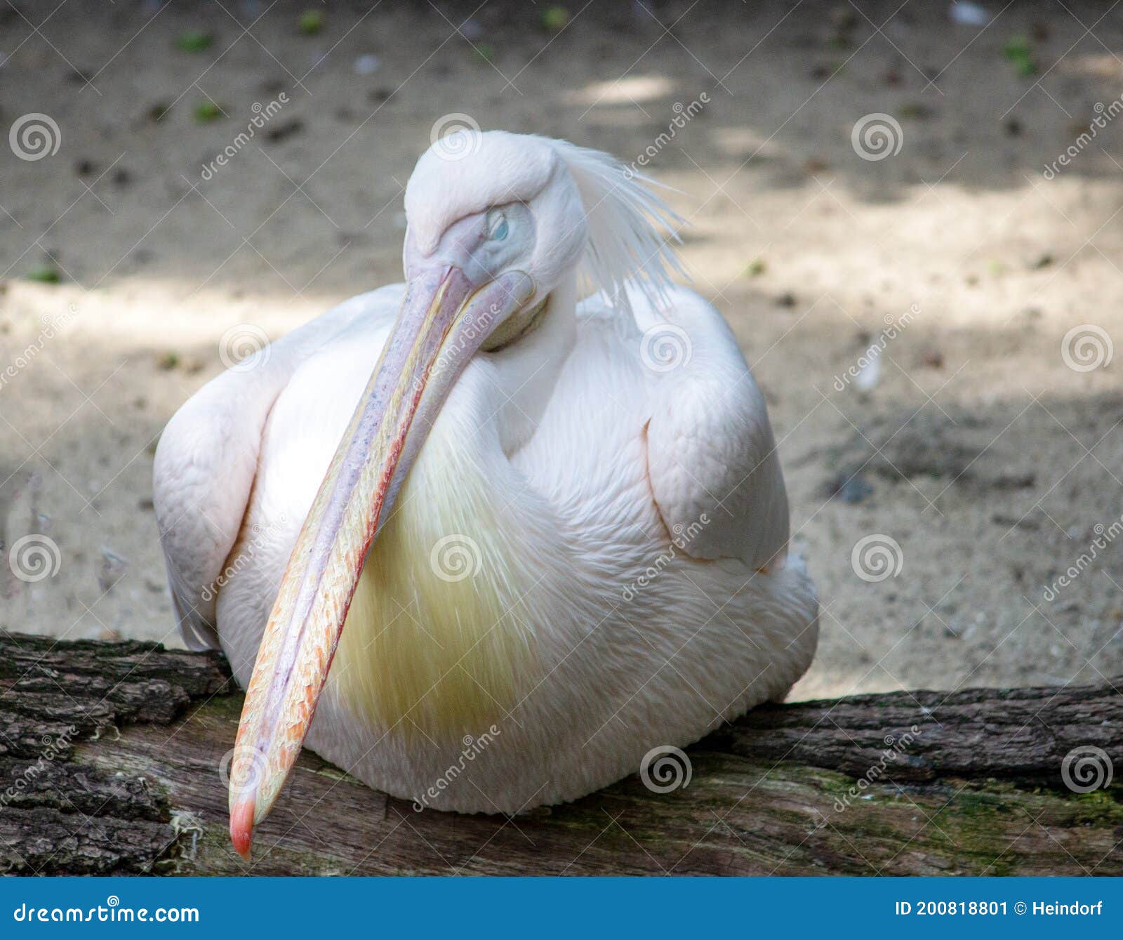 Front View from a Australian Pelicans Lying on the Beach Stock Image ...