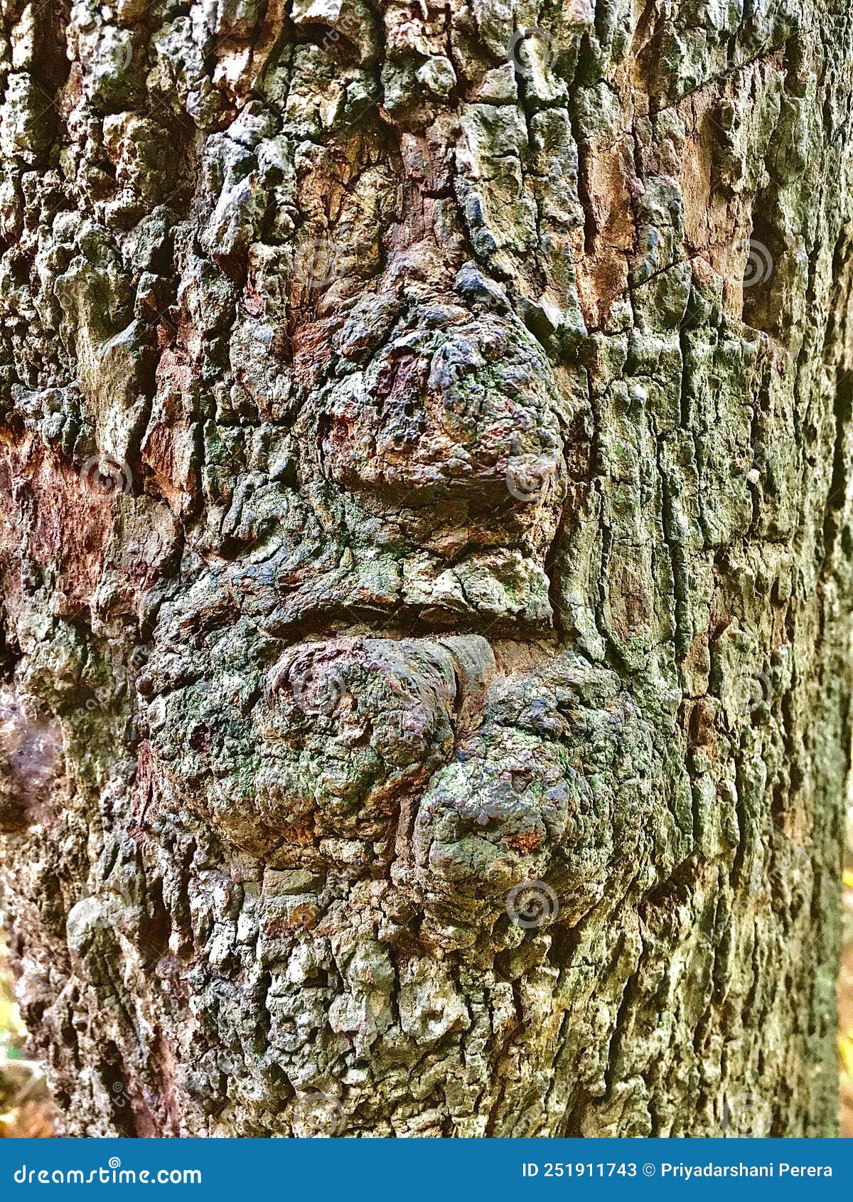 Front View with the Bark of a Large Mango Tree Stock Image - Image of ...