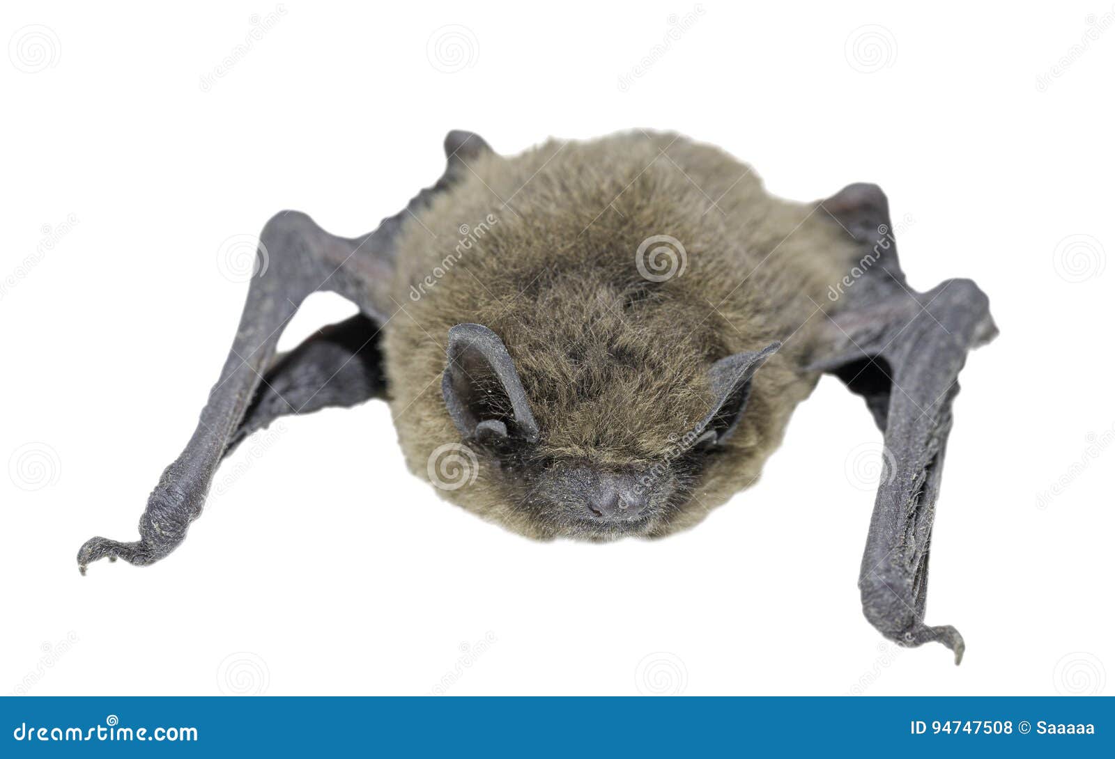 Front View of Bat Common Pipistrelle on White Background Stock Photo ...