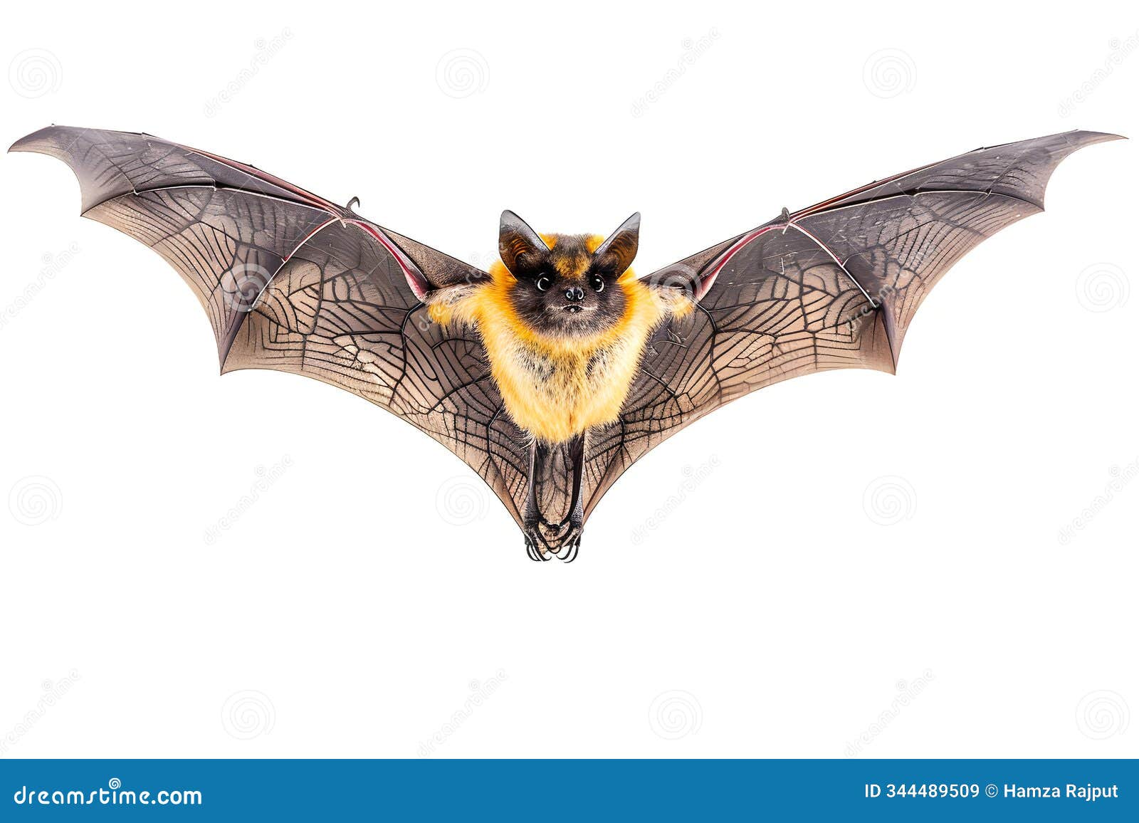 Bat In Flight. Wing Flap. Flying Bat Isolated White Background. Grey ...