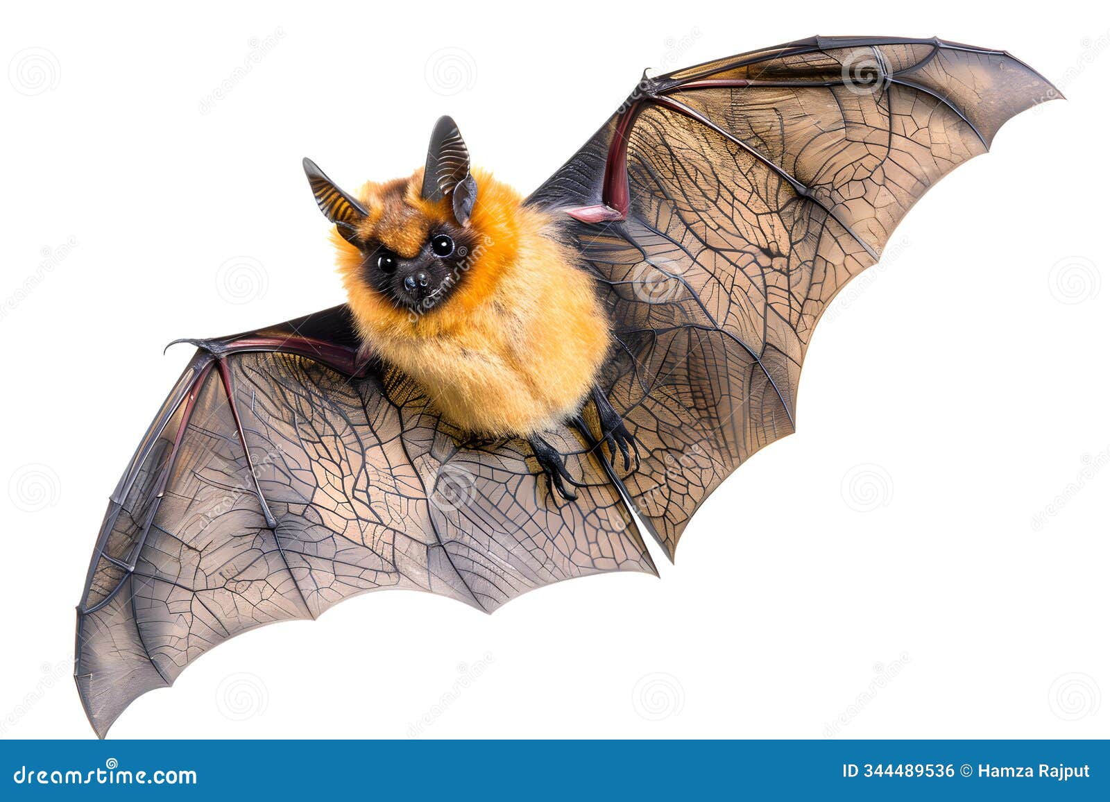 Bat In Flight. Wing Flap. Flying Bat Isolated White Background. Grey ...
