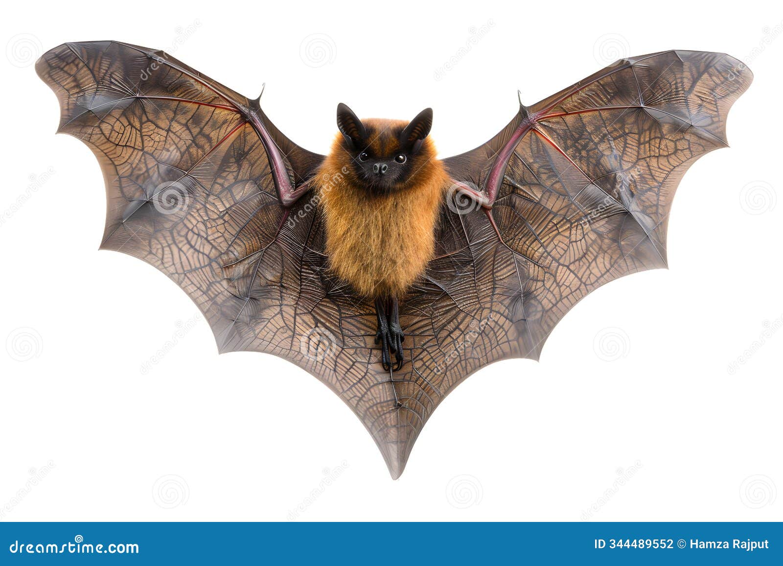 Bat In Flight. Wing Flap. Flying Bat Isolated White Background. Grey ...