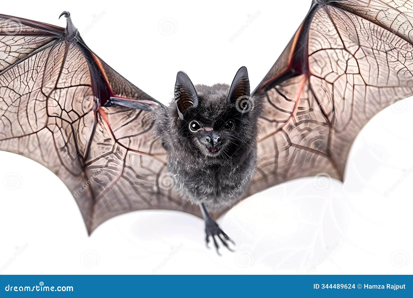 Bat In Flight. Wing Flap. Flying Bat Isolated White Background. Grey ...