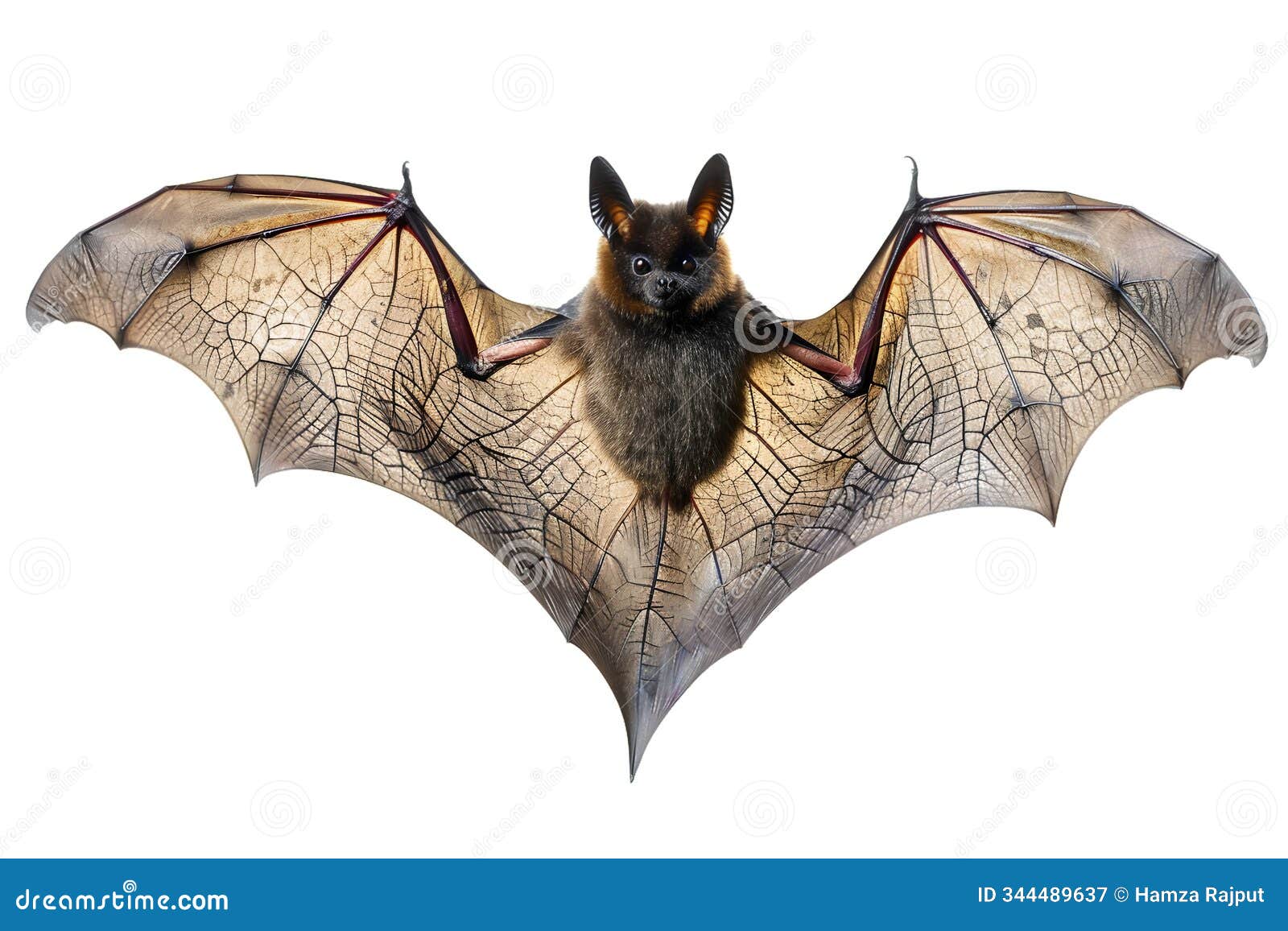 Bat In Flight. Wing Flap. Flying Bat Isolated White Background. Grey Long-eared Bat. AI ...