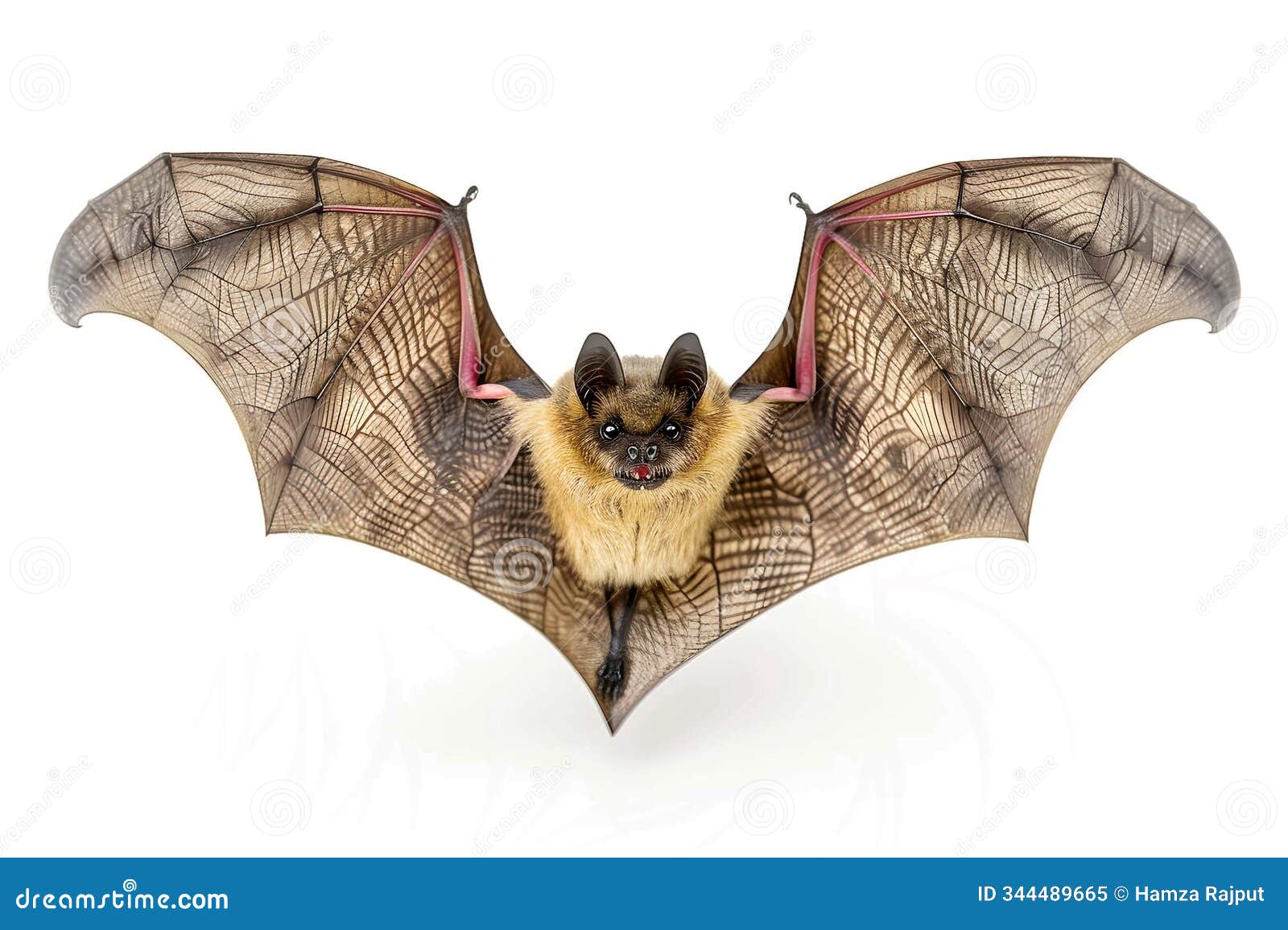 Bat In Flight. Wing Flap. Flying Bat Isolated White Background. Grey ...