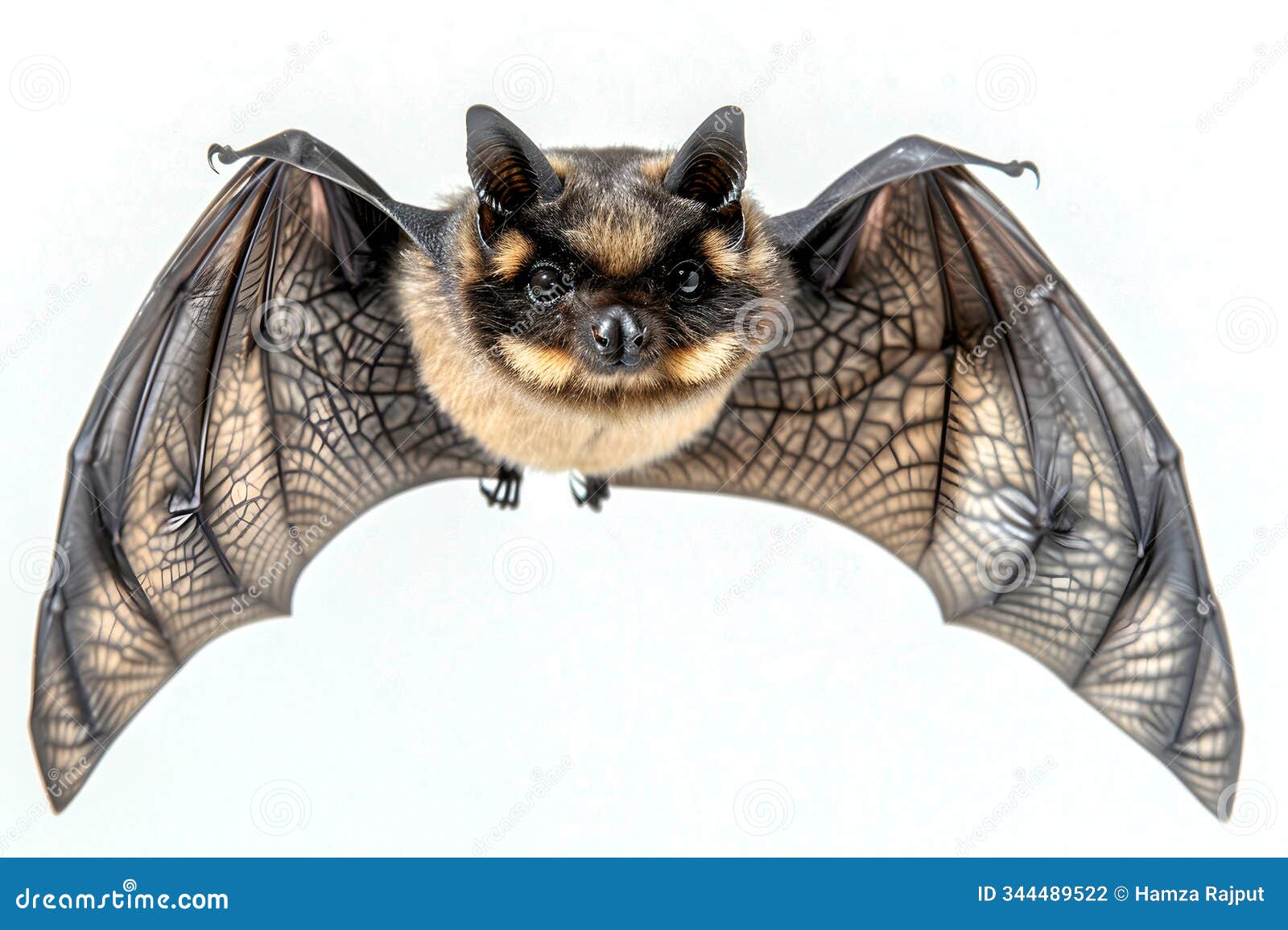 Bat In Flight. Wing Flap. Flying Bat Isolated White Background. Grey ...