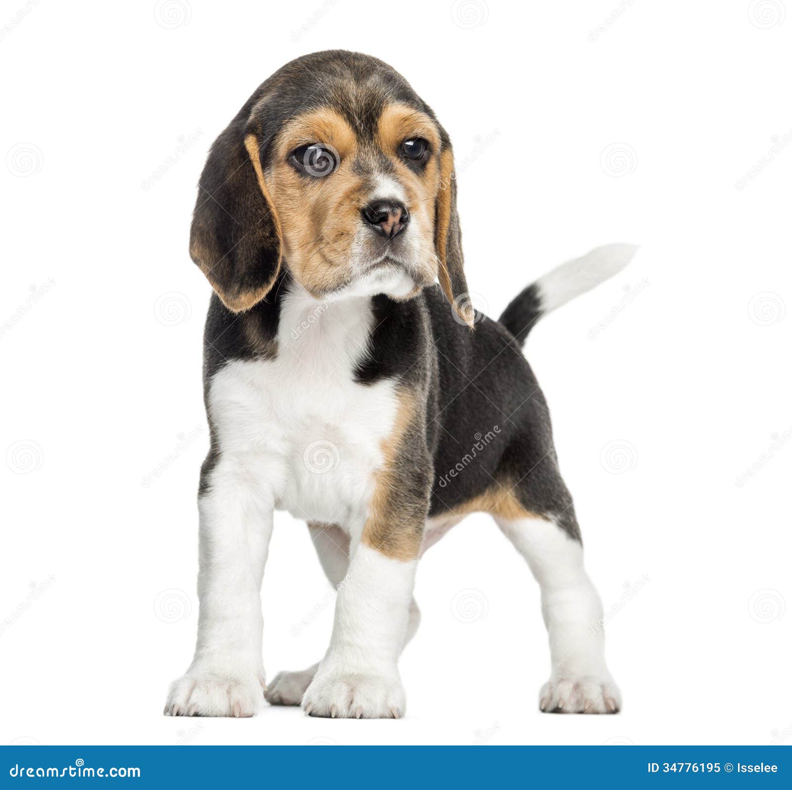 Front View of a Beagle Puppy Standing, Looking at the Camera Stock ...