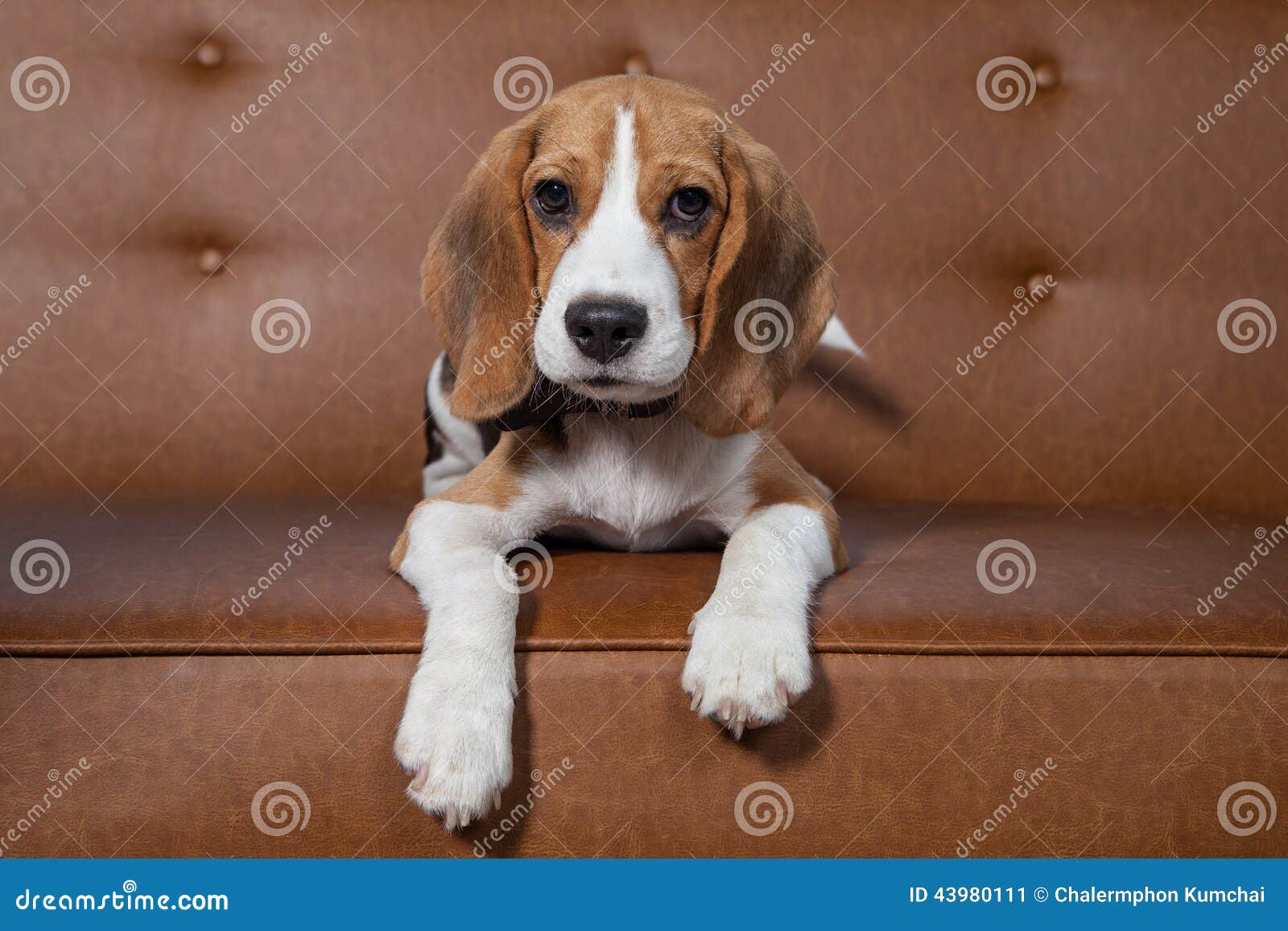 Front View of Beagle, 1 Year Old, Sitting, Brown Background. Stock ...