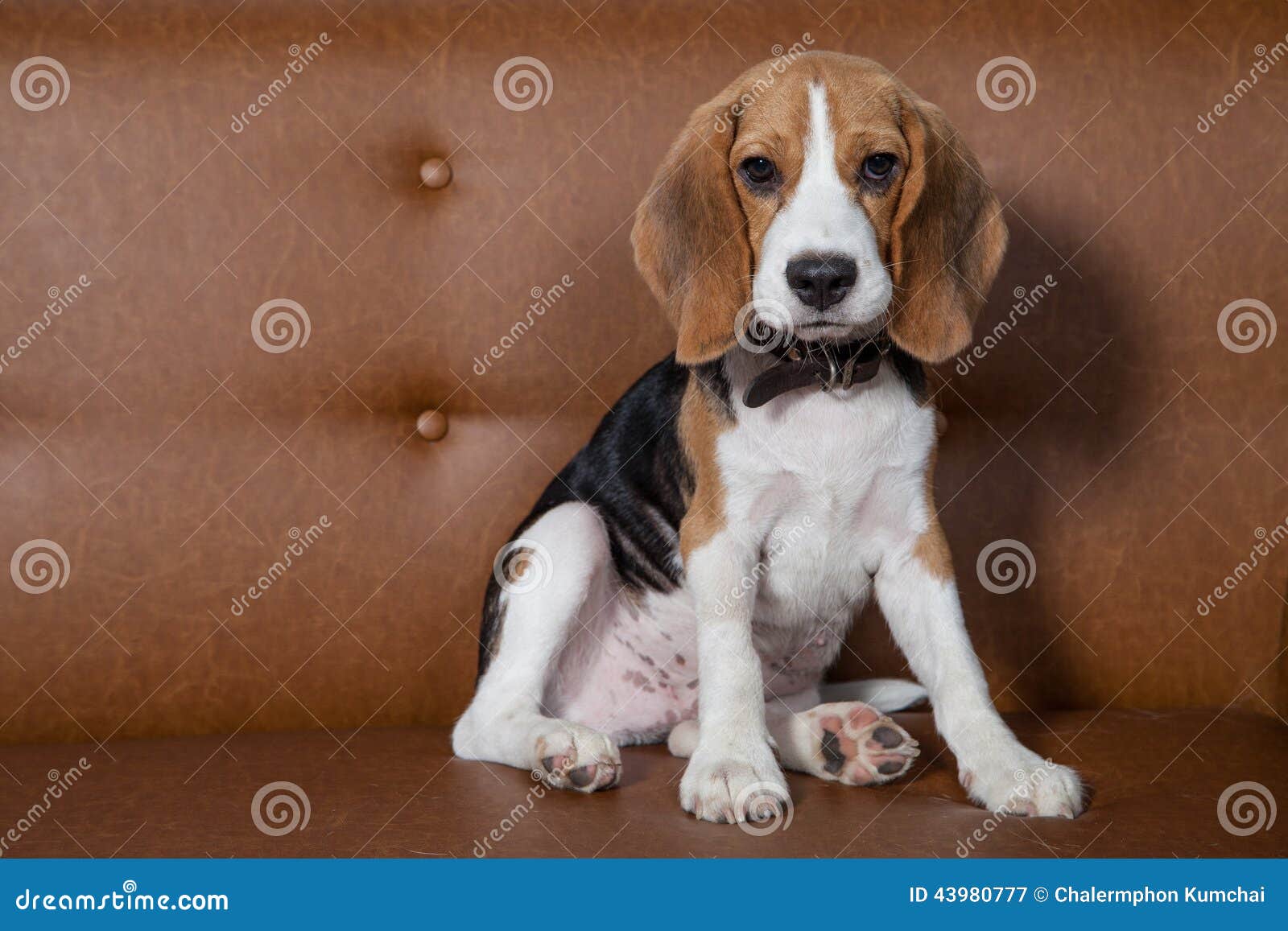 Front View of Beagle, 1 Year Old, Sitting, Brown Background. Stock ...
