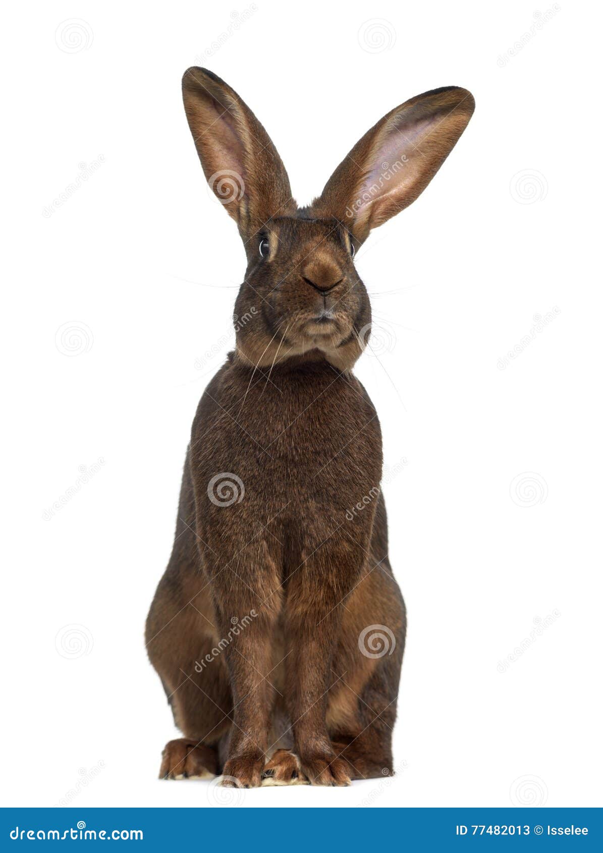 Front view of Belgian Hare stock image. Image of shot - 77482013