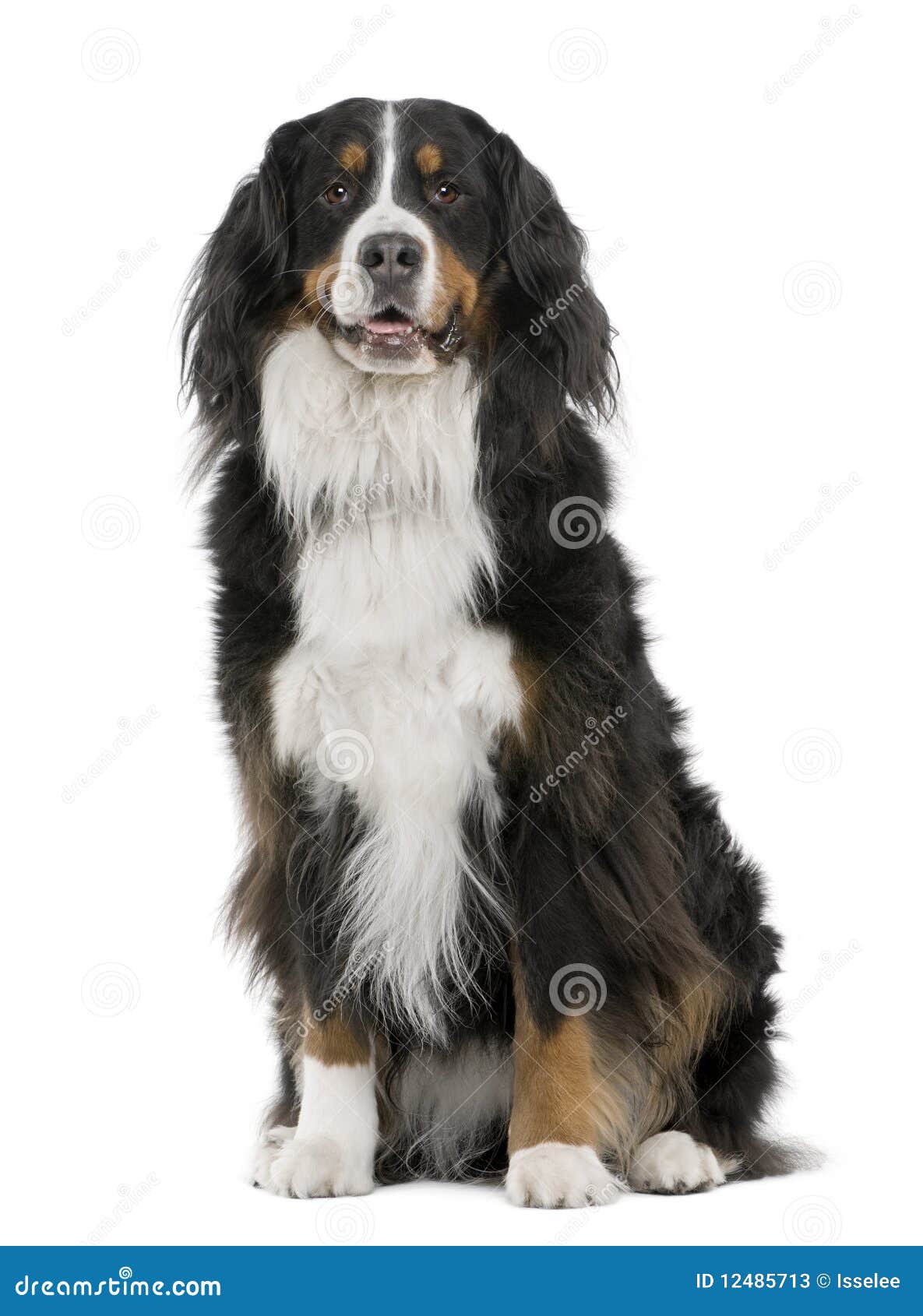 Dog Sitting Front View