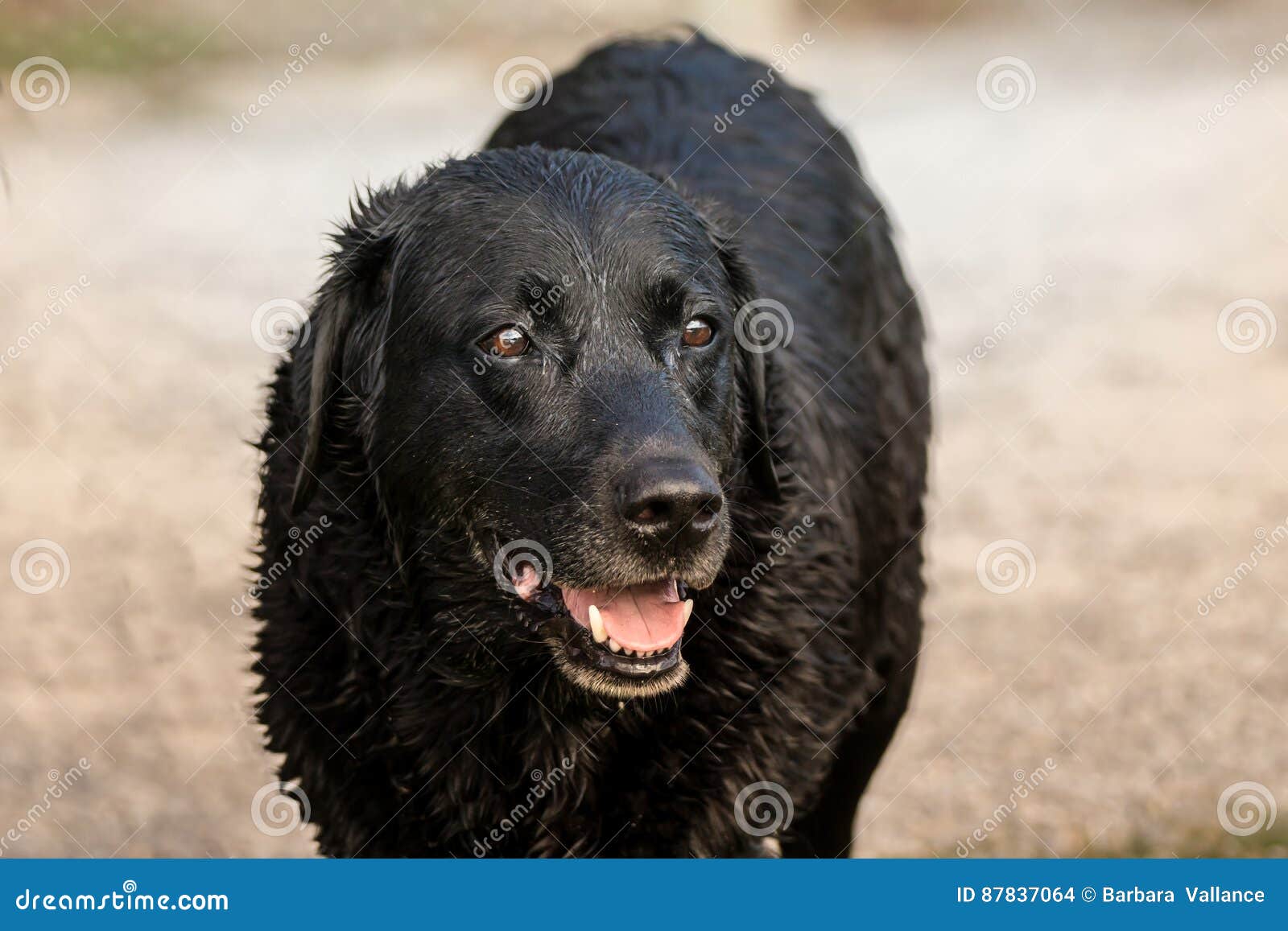 Front View of Black Labrador Retriever Stock Photo - Image of healthy ...