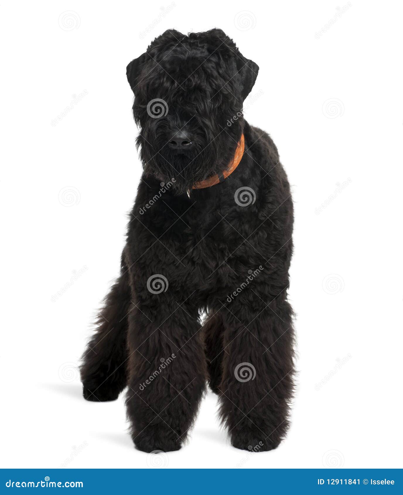 Front View of Black Russian Terrier, Standing Stock Image - Image of ...