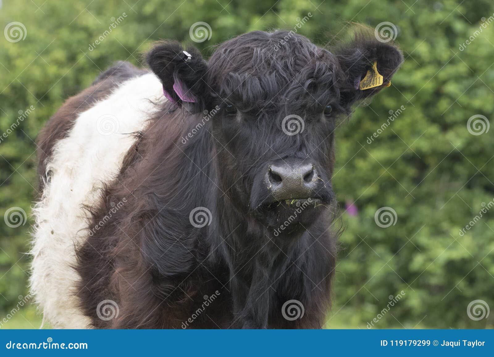 A Black and White Fluffy Cow Stock Image - Image of animal, ears: 119179299