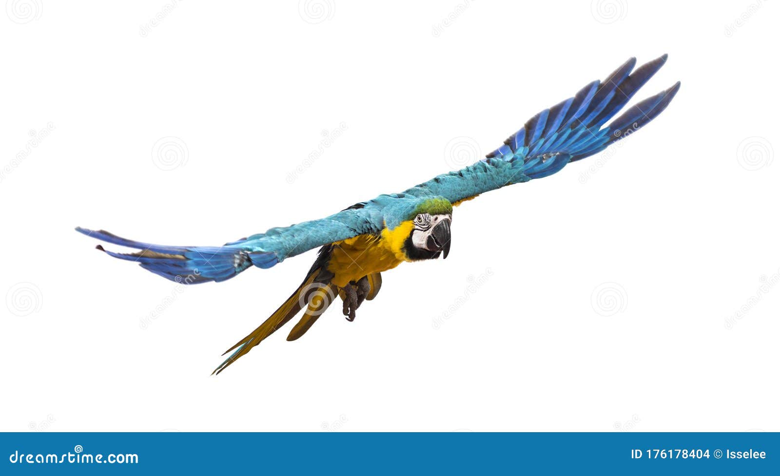 Front View of a Blue-and-yellow Macaw, Ara Ararauna, Flying Stock Photo ...