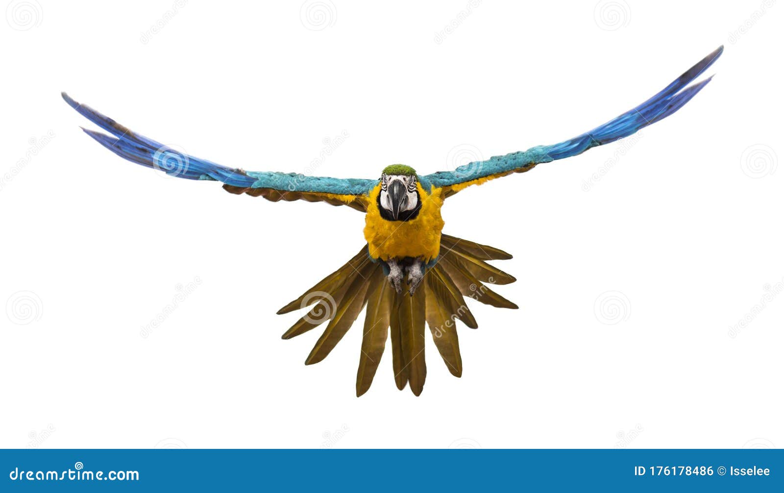Front View of a Blue-and-yellow Macaw, Ara Ararauna, Flying Stock Photo ...