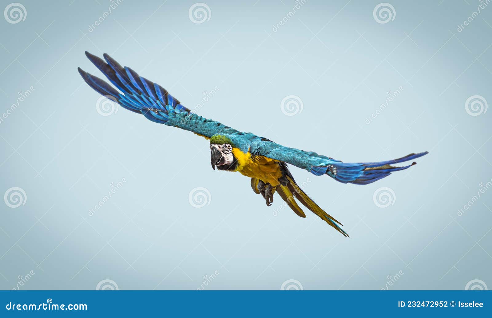 Bird Ara Ararauna, Blue And Yellow Macaw Aka Arara Caninde, Exotic ...