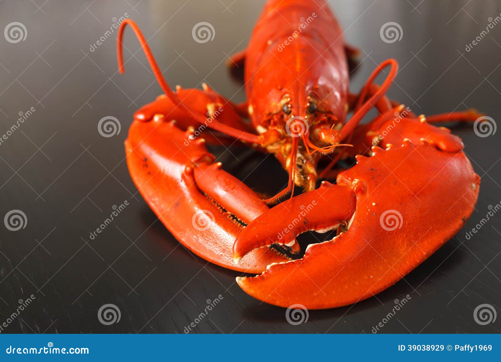 Front View of Boiled Atlantic Lobster Stock Image - Image of boiled ...